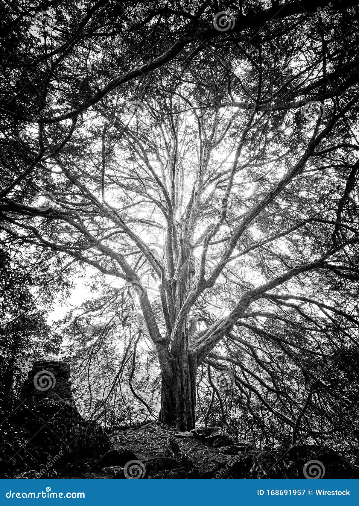 Greyscale of a Tree Surrounded by Greenery Under Sunlight and a Cloudy ...
