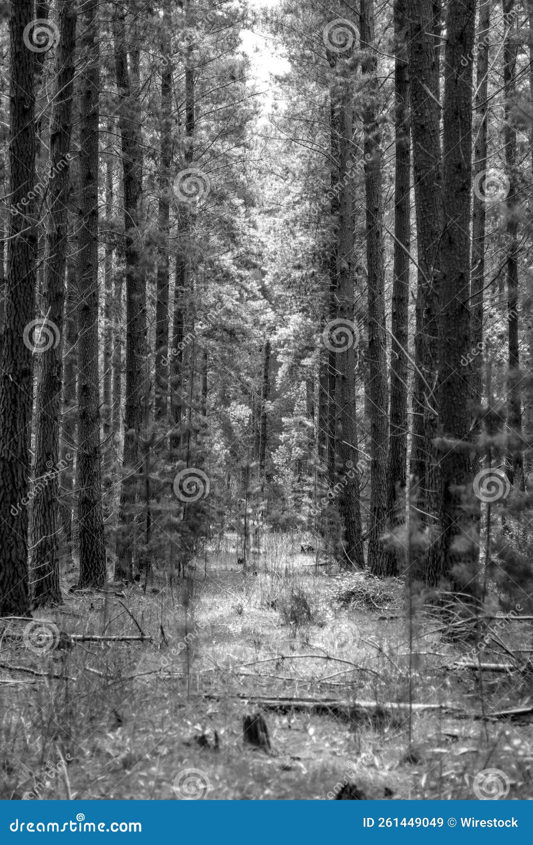 Greyscale of Trees in the Forest Stock Image - Image of landscape, wood ...
