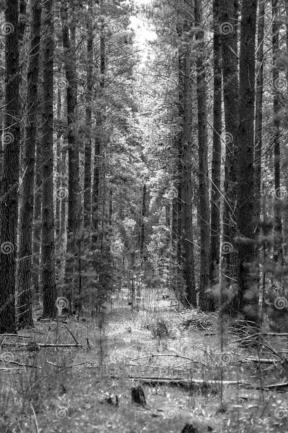 Greyscale of Trees in the Forest Stock Image - Image of landscape, wood ...