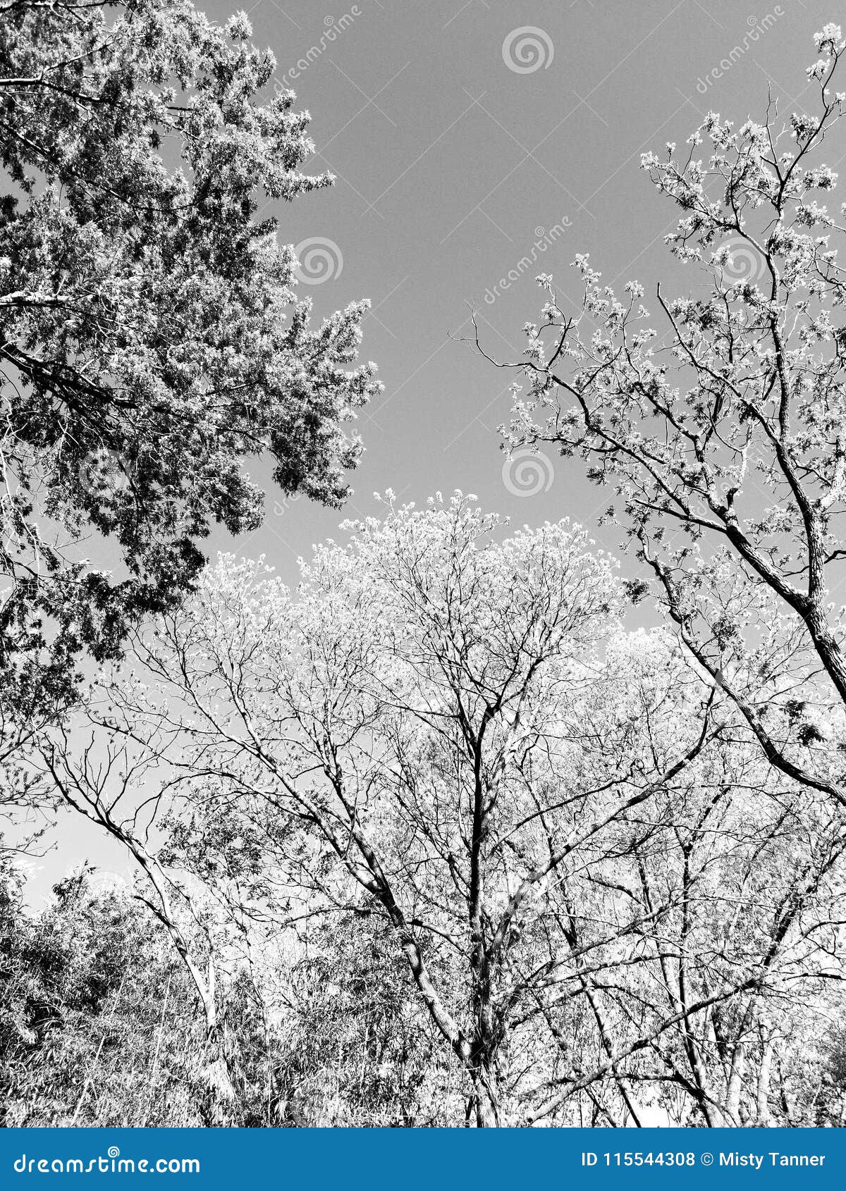 Trees stock photo. Image of greyscale, trees, nature - 115544308