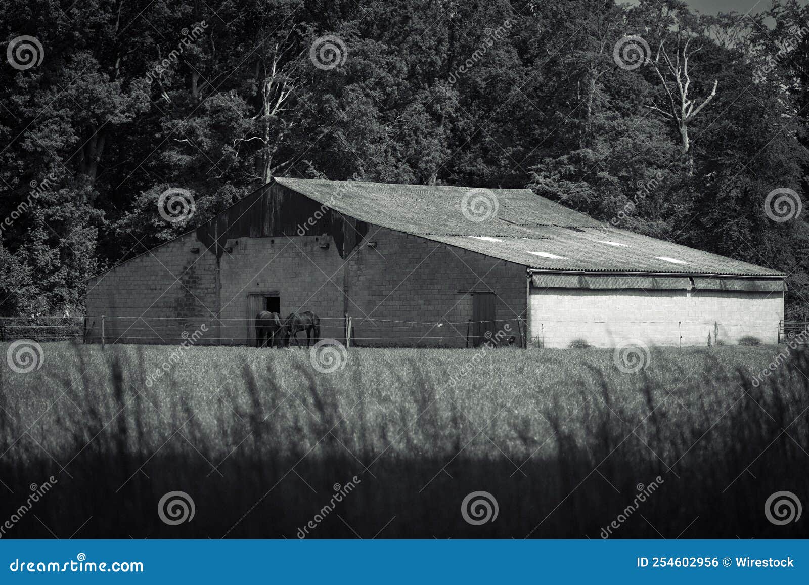 Greyscale View of a House with Horses in the Front Grazing Grass in a ...