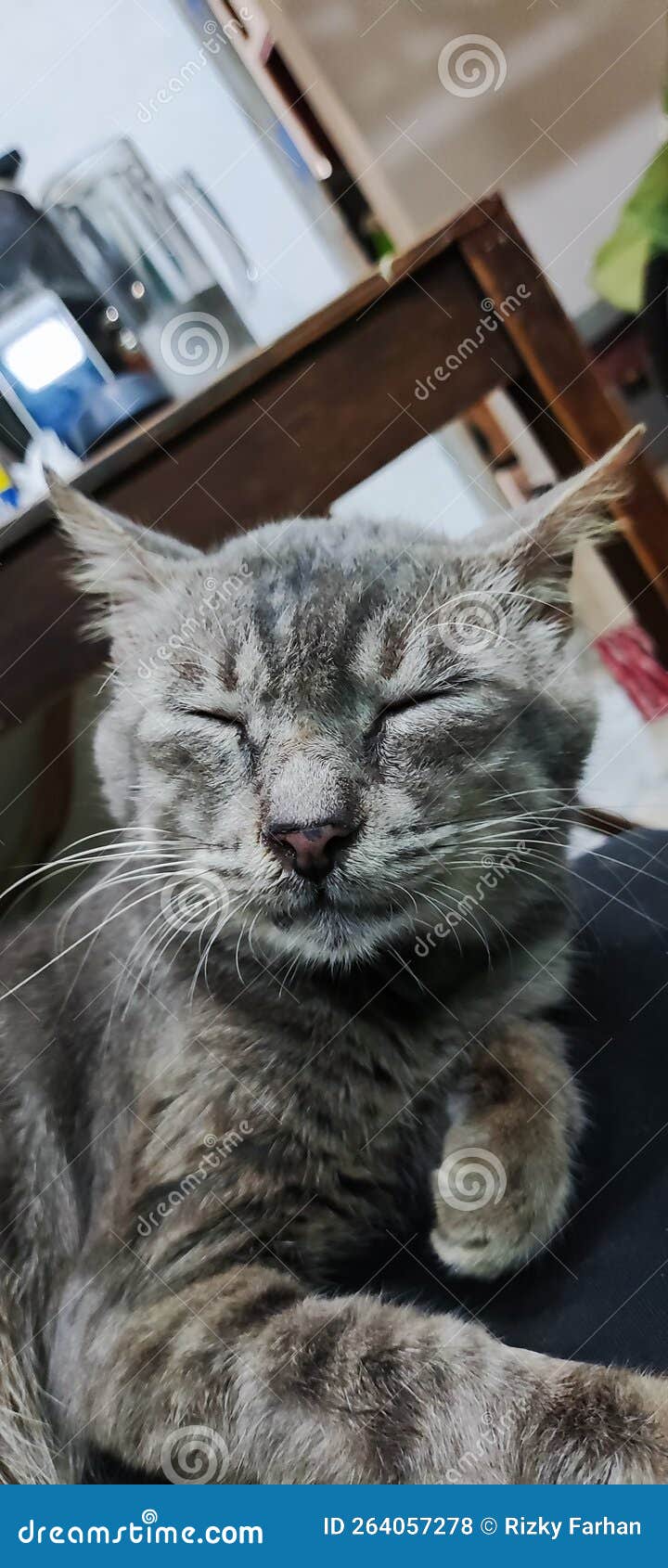 Greysh tabby cat stock photo. Image of kitten, wildcat - 264057278