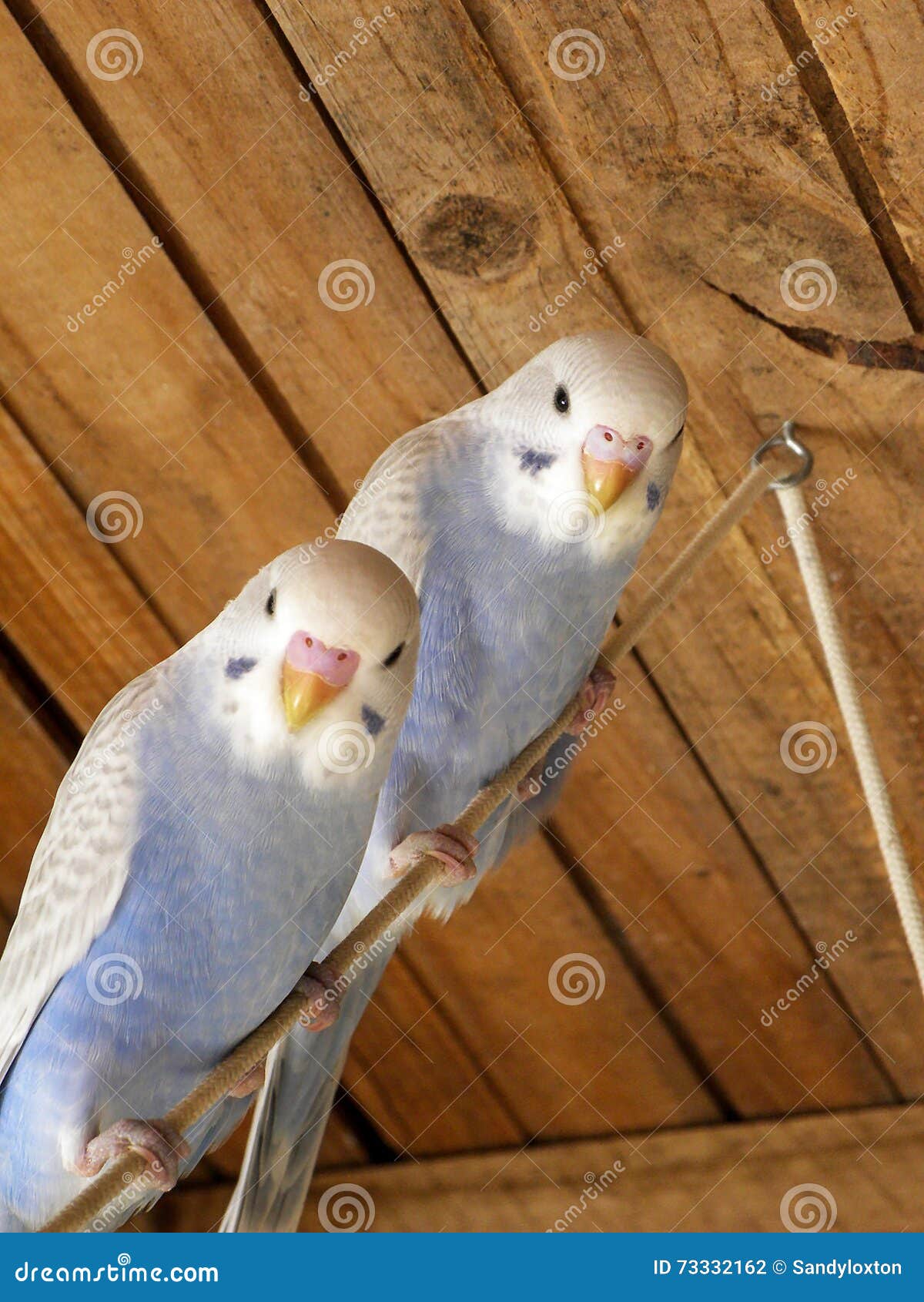 Greywing budgie twins stock photo. Image of african, cobalt - 73332162