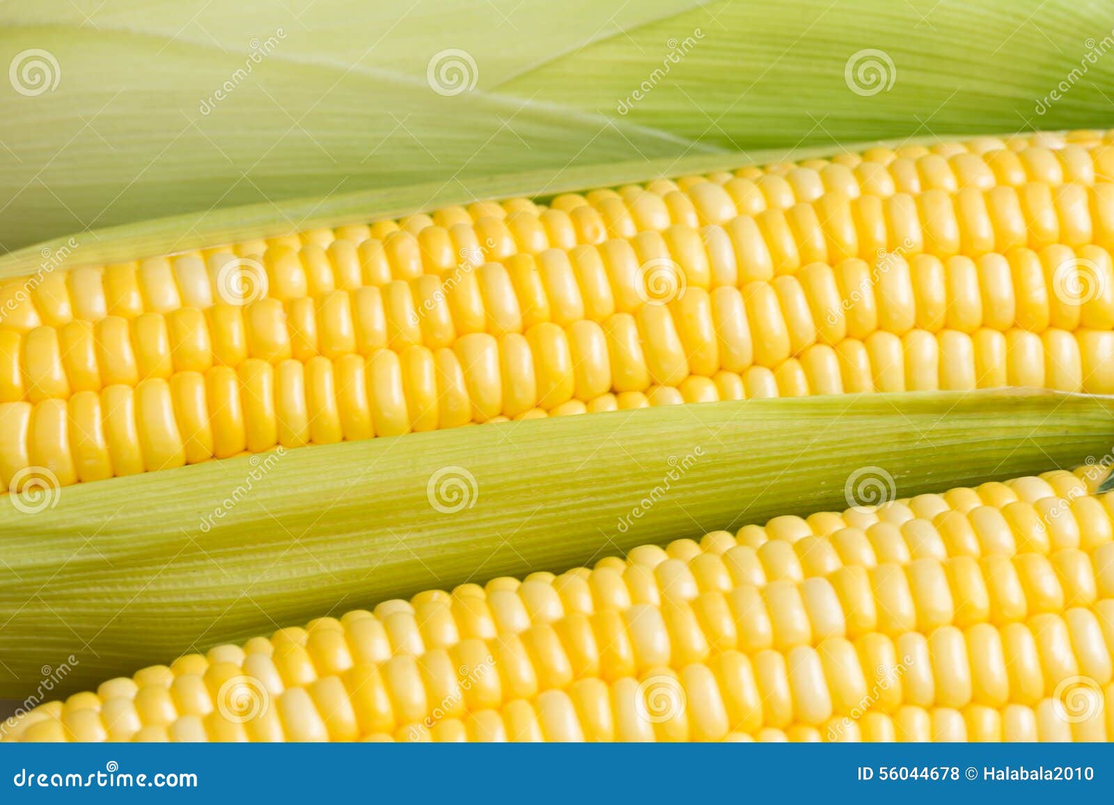 Grian of fresh ripe corn stock photo. Image of nutritious - 56044678