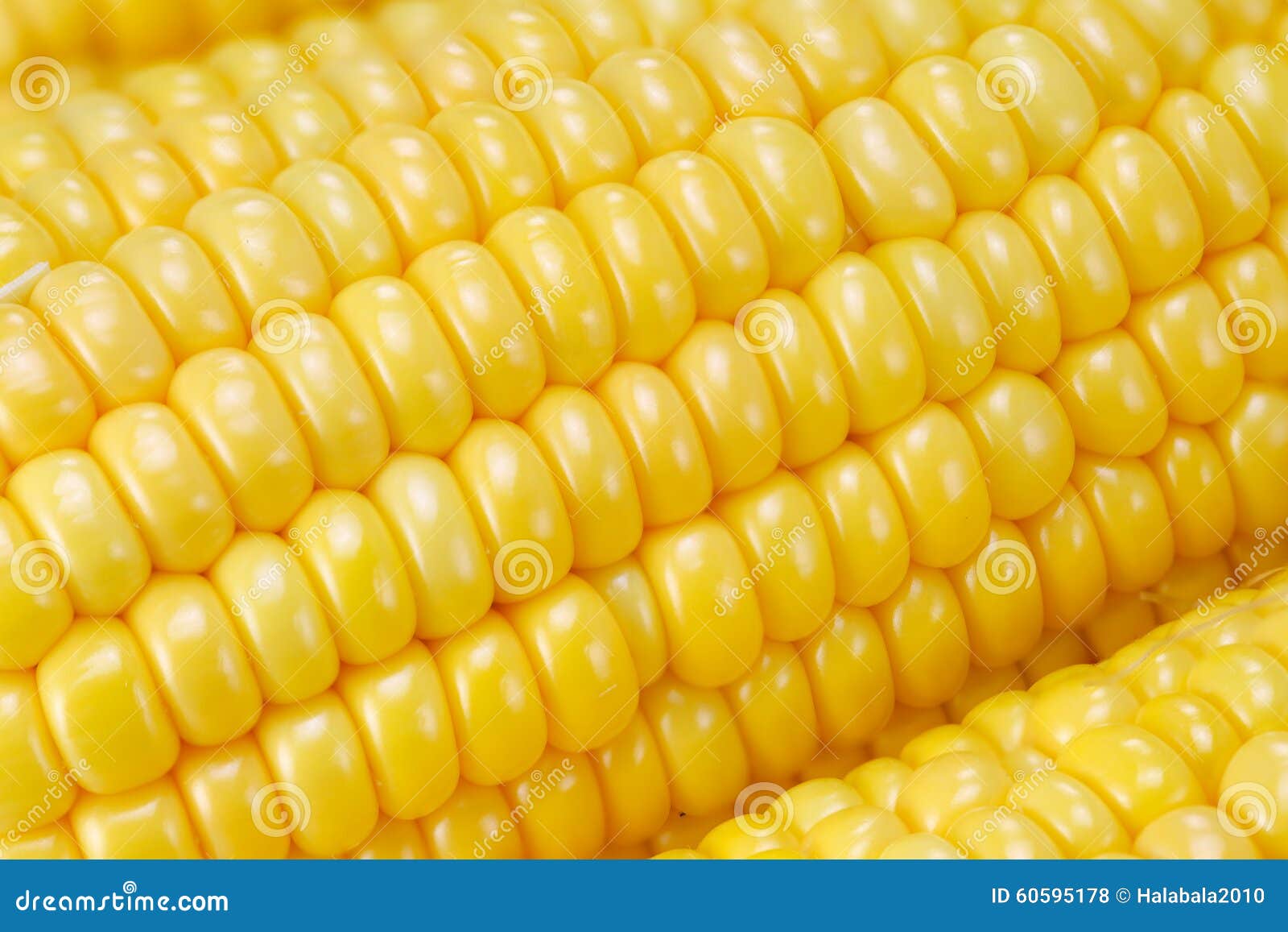 Grians of fresh ripe corn stock photo. Image of close - 60595178