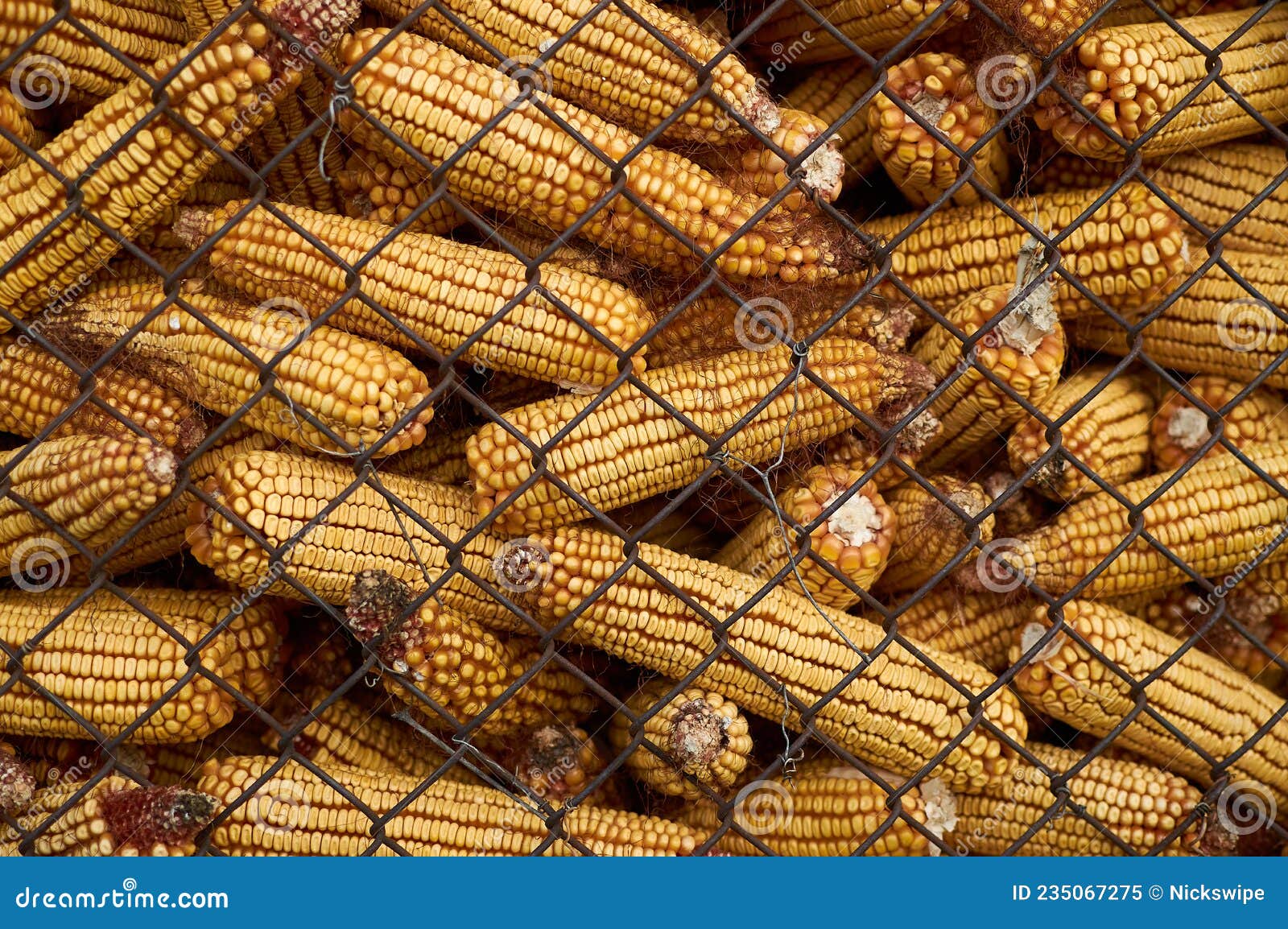 Grid Cage Full of Corn Cobs Shot of Maize. Dry Storage Stock Image ...