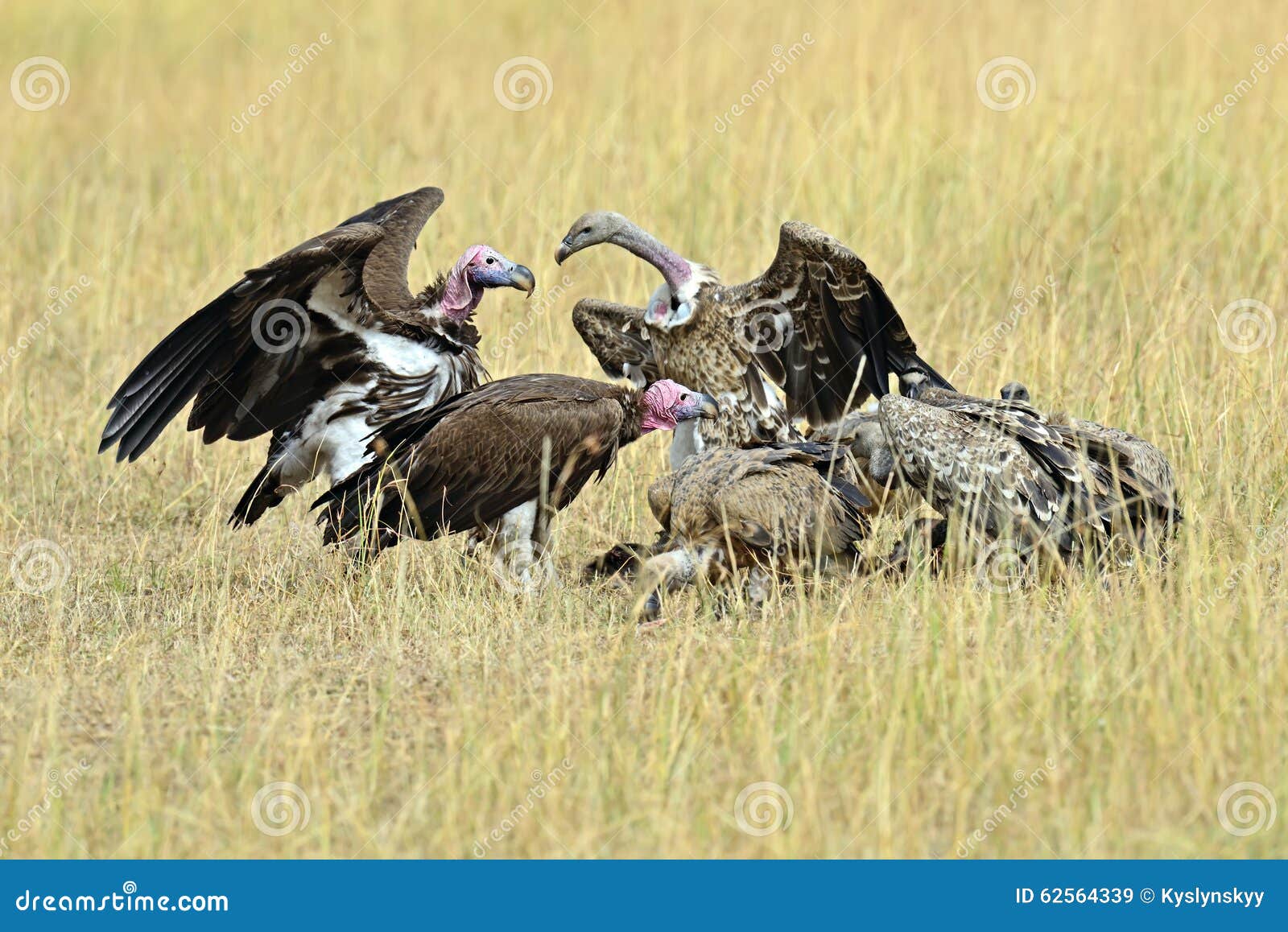 Grief with carrion stock image. Image of africa, dead - 62564339