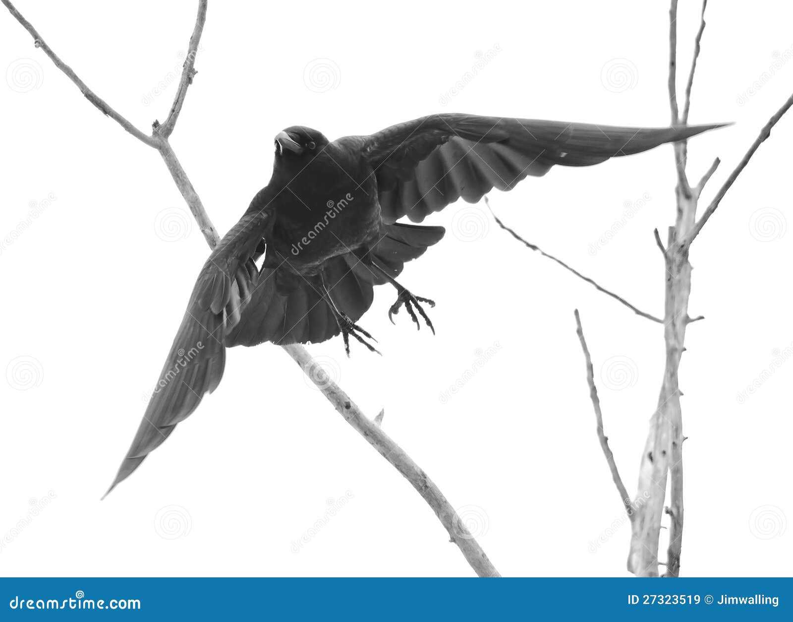 Griezelige Raaf stock afbeelding. Image of aanval, vliegen - 27323519