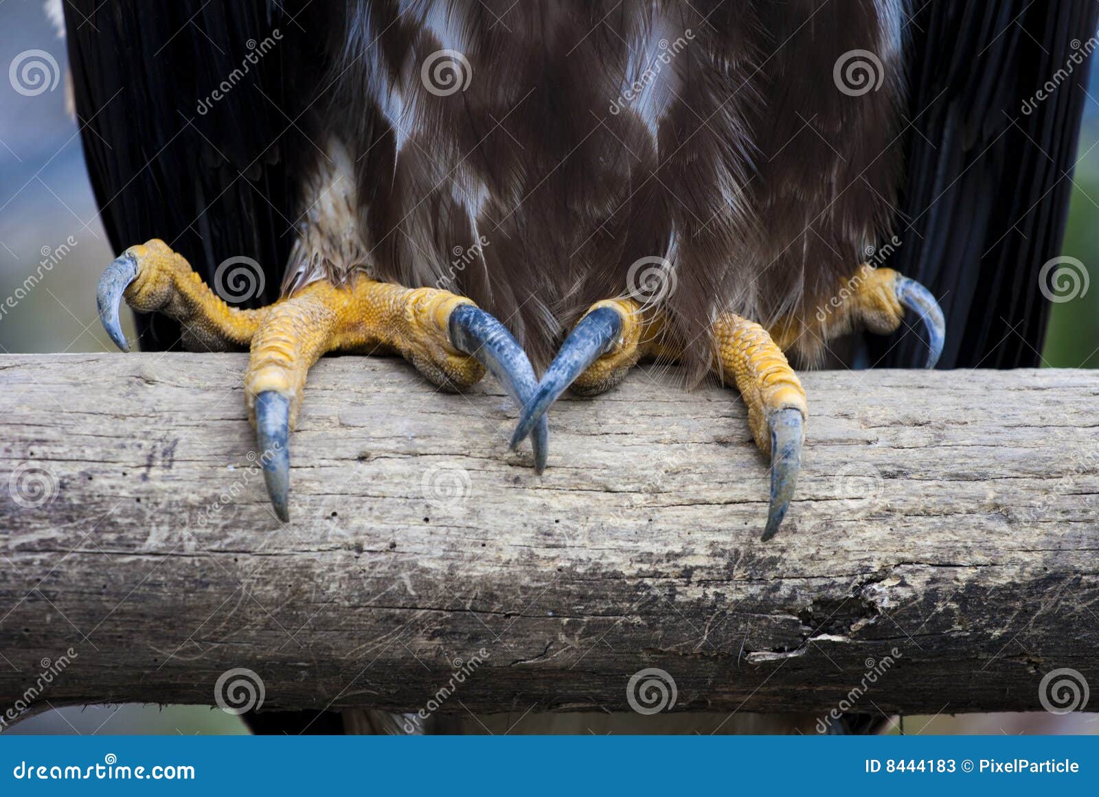 Griffes d'aigle image stock. Image du clavettes, proie - 8444183