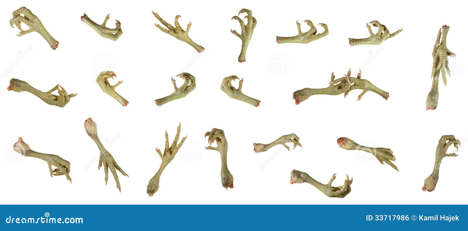 Griffes D'oiseau Dans Divers Gestes Photo stock - Image du osseux ...