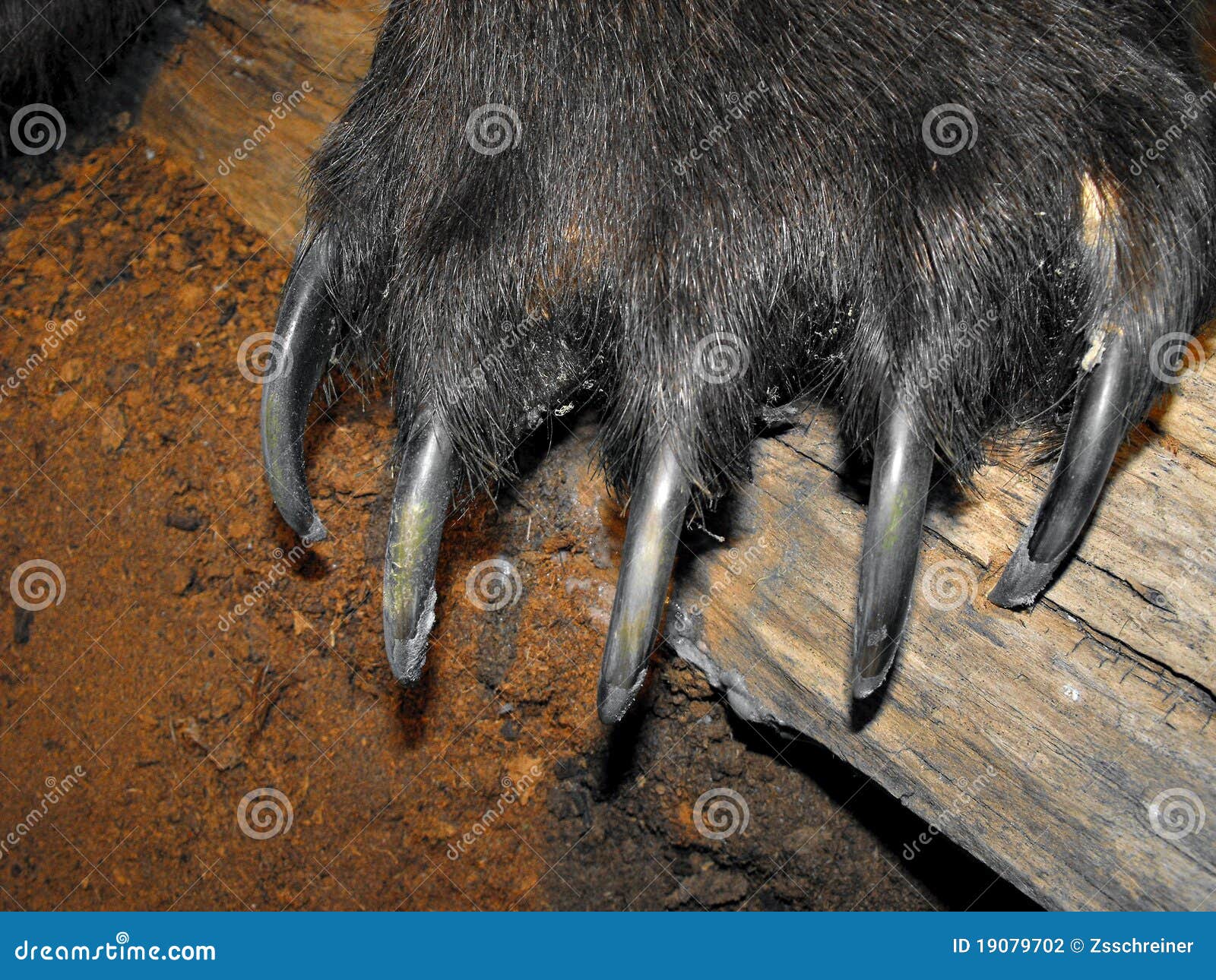 Griffes d'ours photo stock. Image du noir, prédateur - 19079702