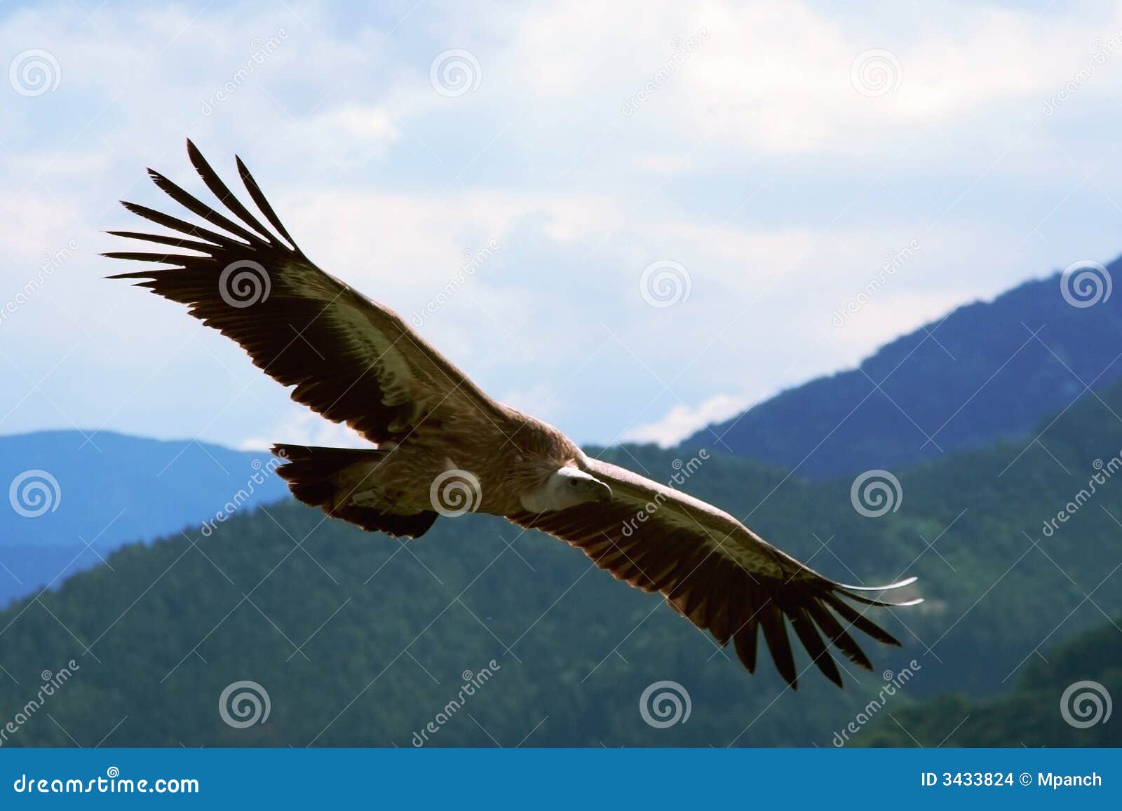Griffin stock photo. Image of fish, mountains, flying - 3433824