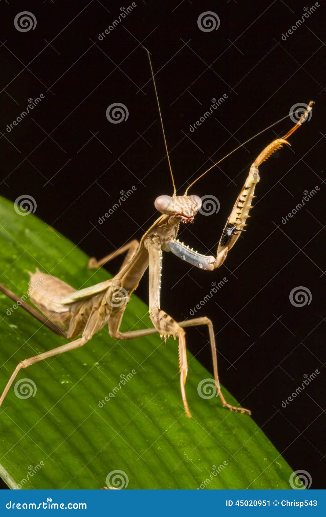 Griffin Mantis (Polyspilota Griffinii) Stock Image - Image of head ...