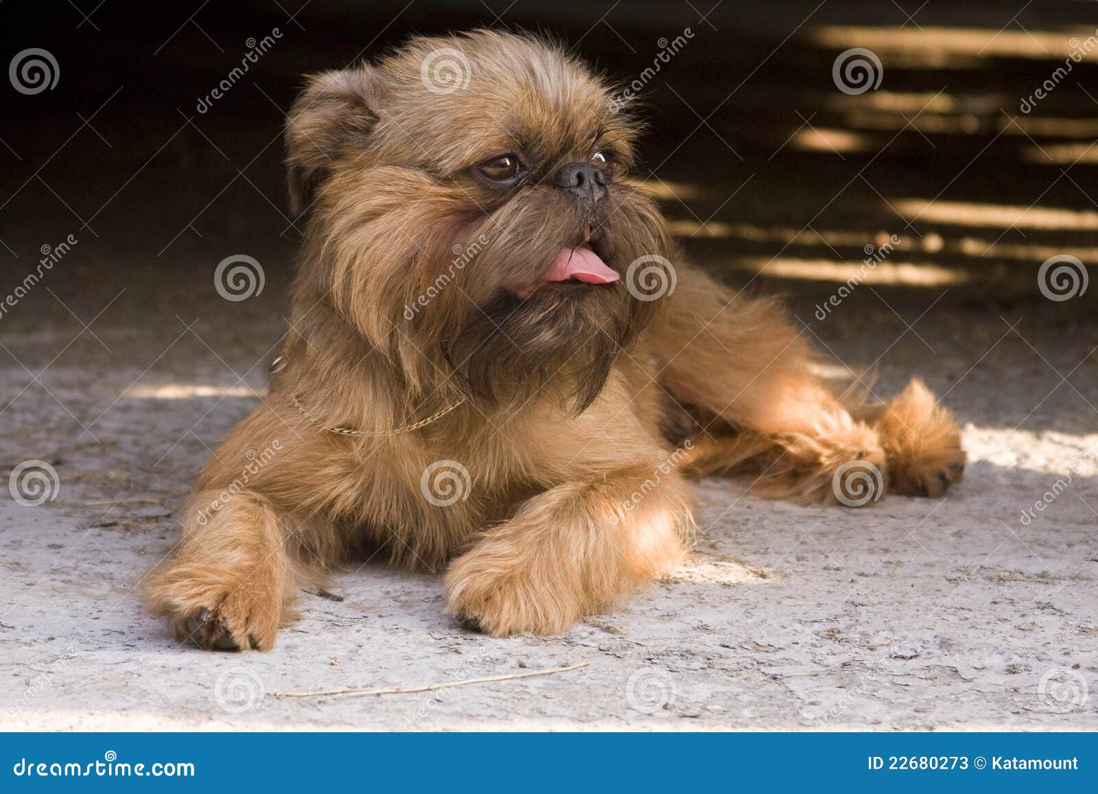 Griffon image stock. Image du pieds, mensonge, quatre - 22680273