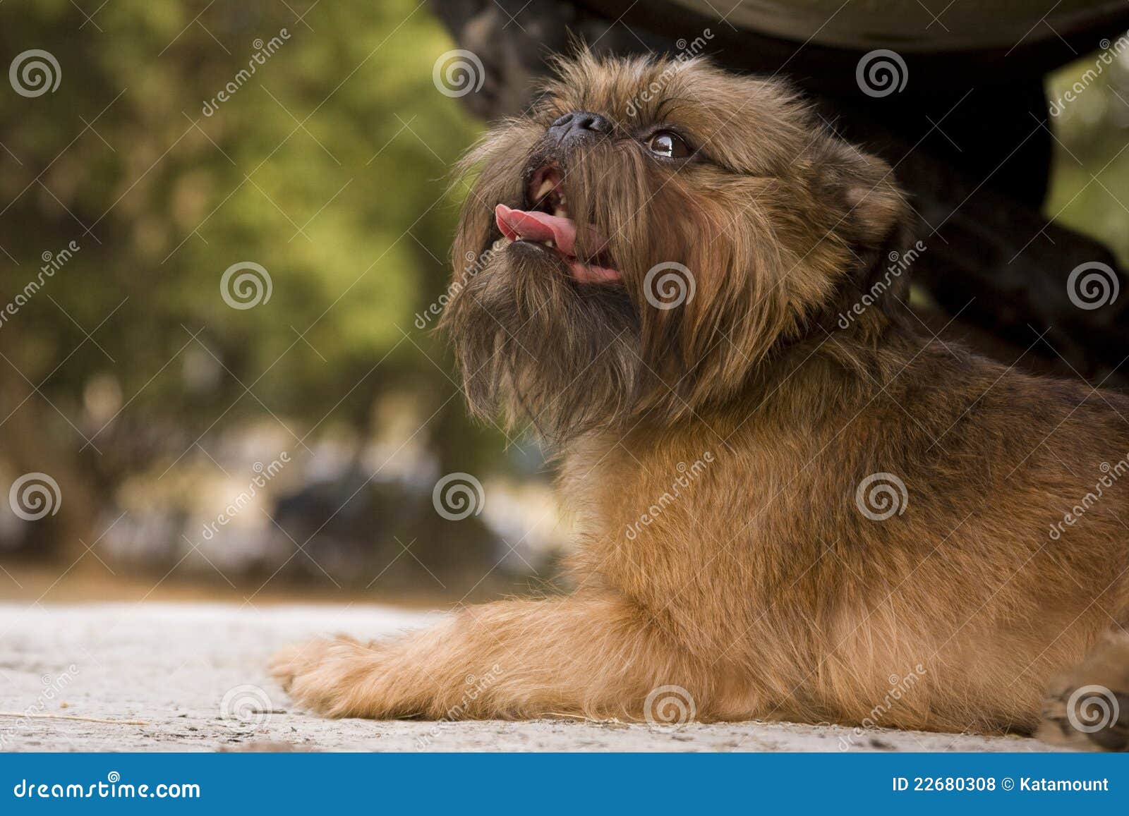 Griffon stock photo. Image of lying, small, bruxelles - 22680308