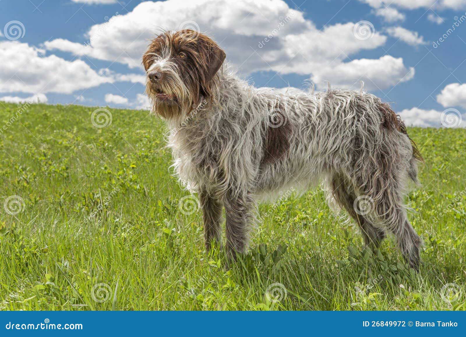 Griffon stock photo. Image of breed, pointer, mammal - 26849972