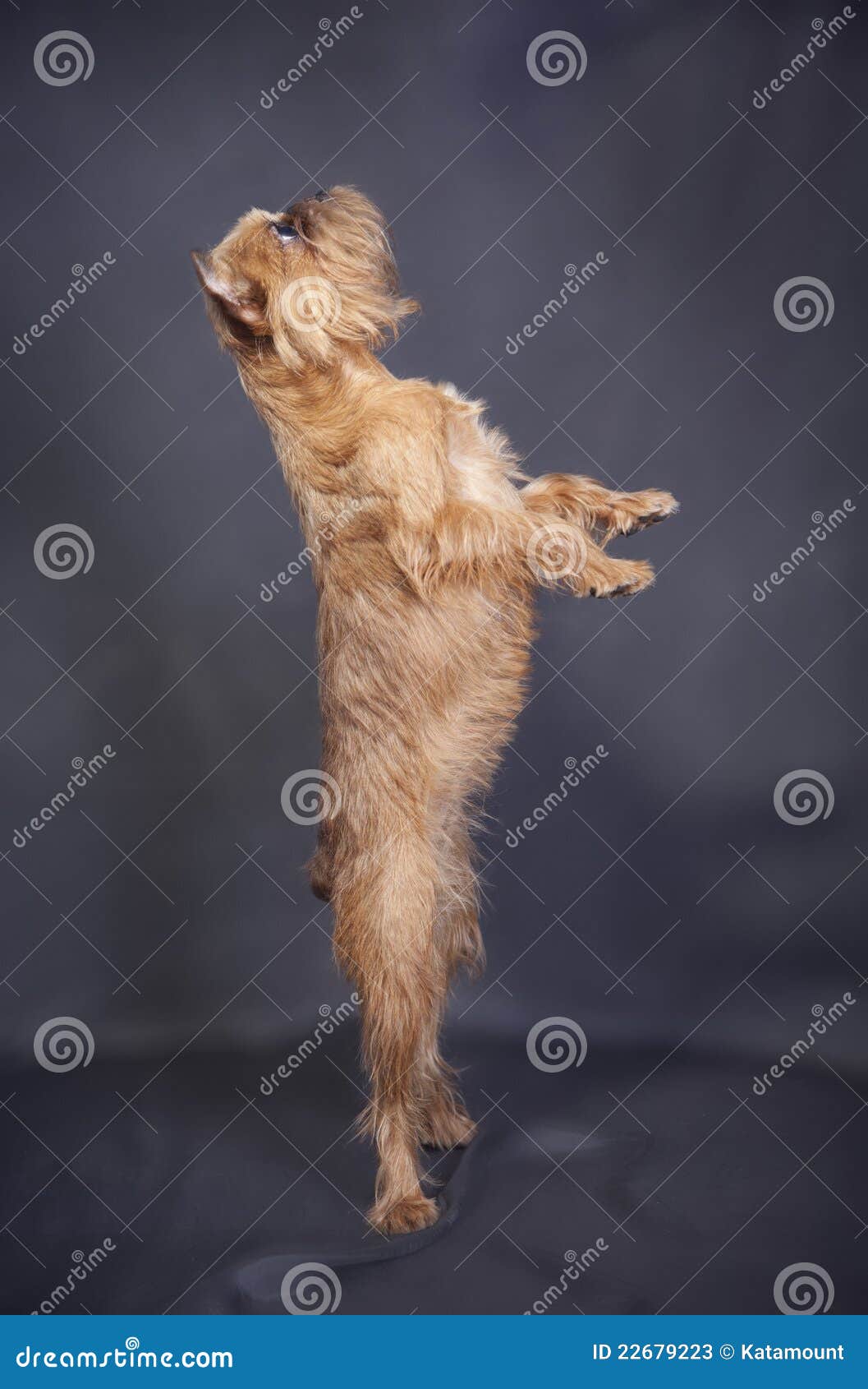 Griffon_3 stock image. Image of house, legs, four, friend - 22679223