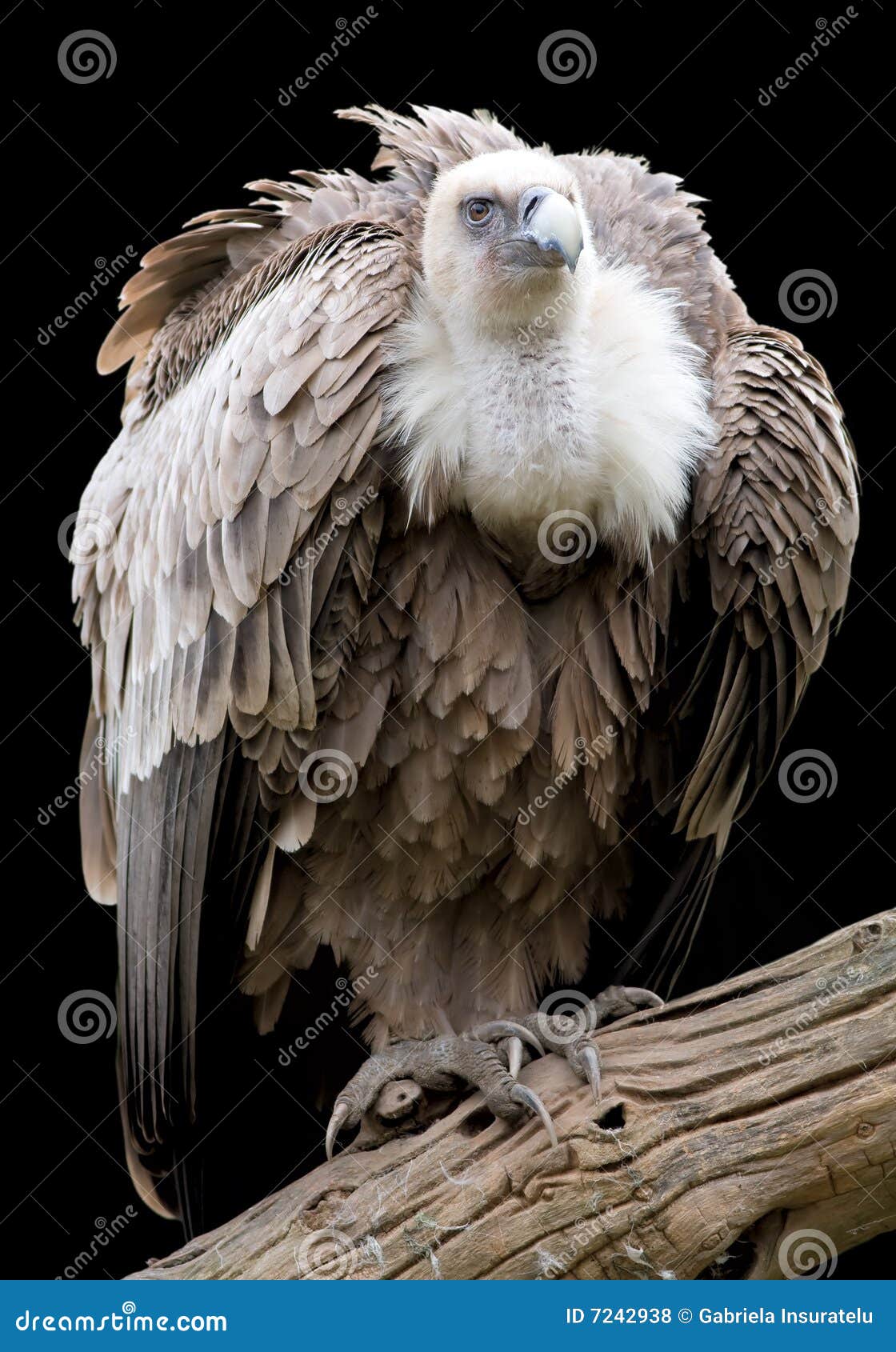 Griffon stock photo. Image of wild, fauna, falcon, fulvus - 7242938