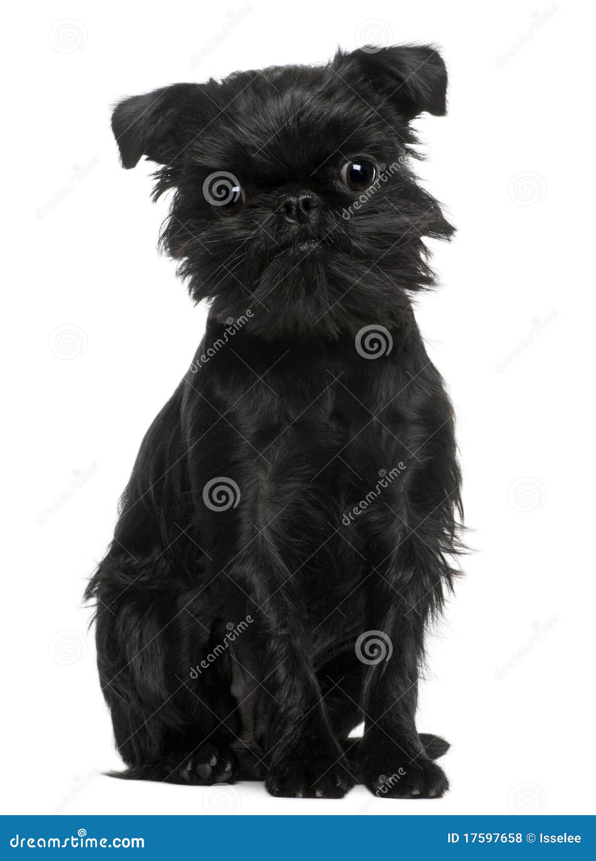 Griffon Belge, 1 an, Se Reposant Photo stock - Image du pets, copie ...