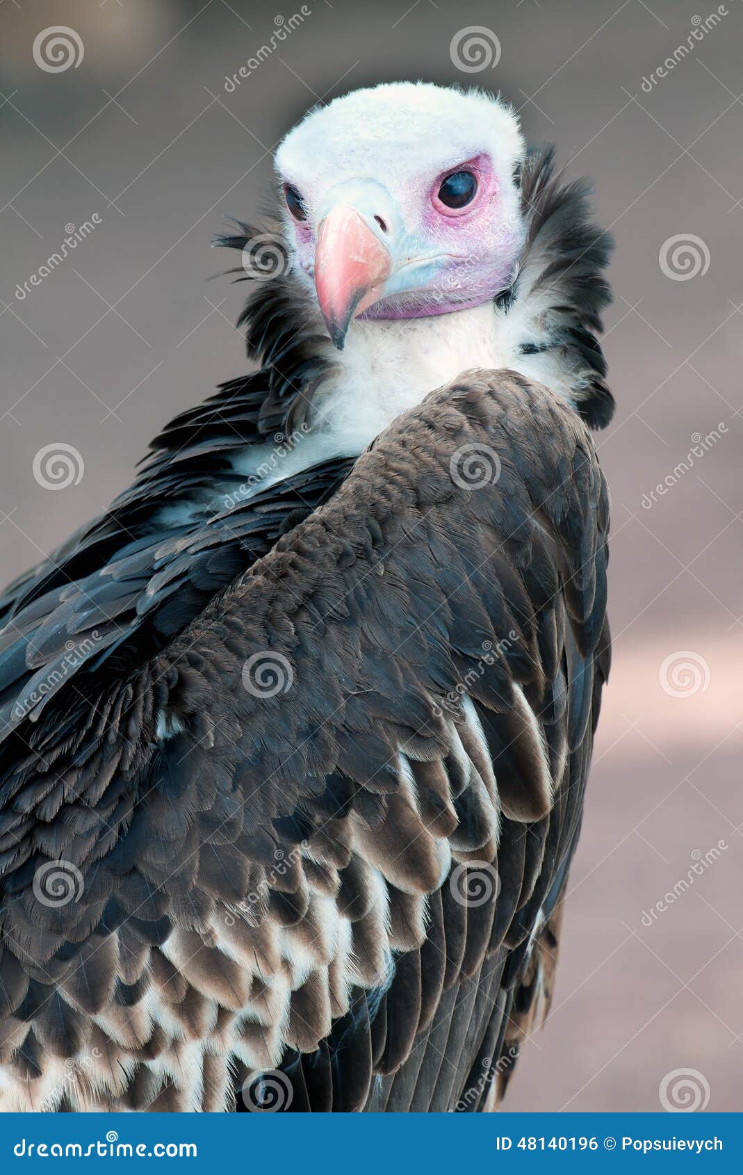 Griffon stock photo. Image of portrait, flying, bird - 48140196
