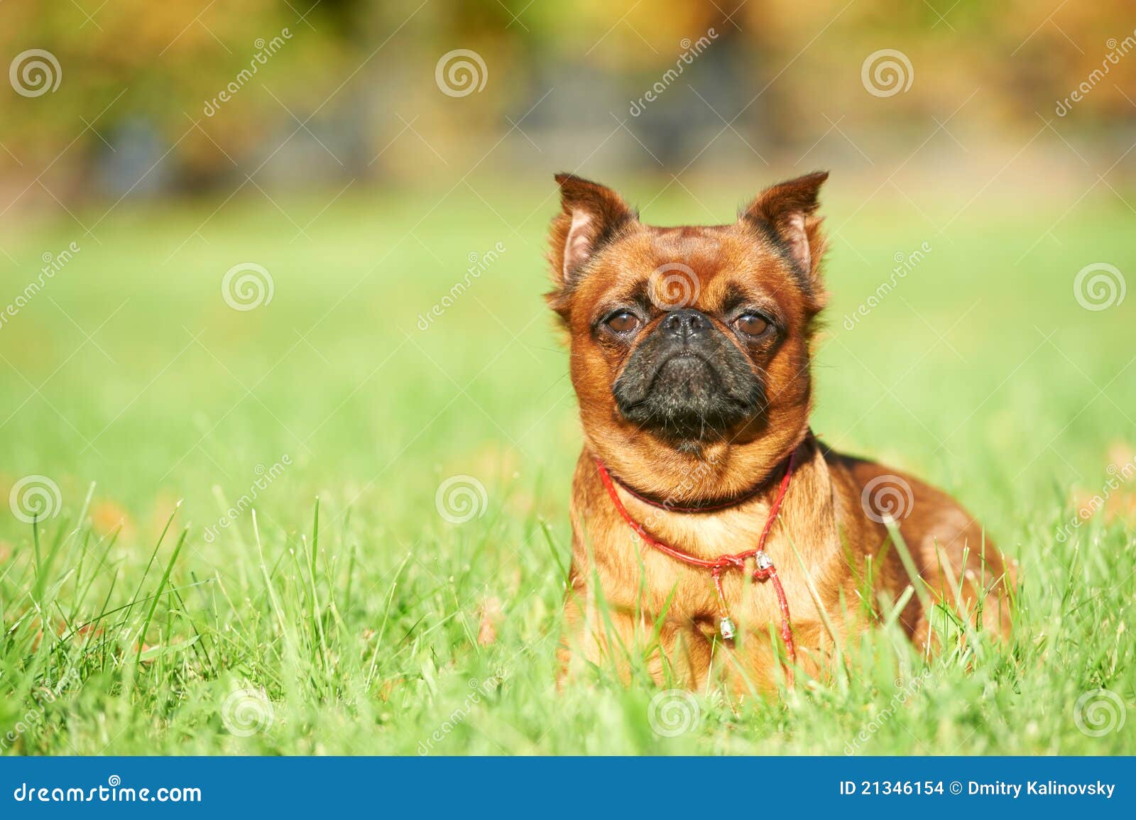Griffon Brussels Petit Brabancon Dog Stock Photo - Image of pedigree ...