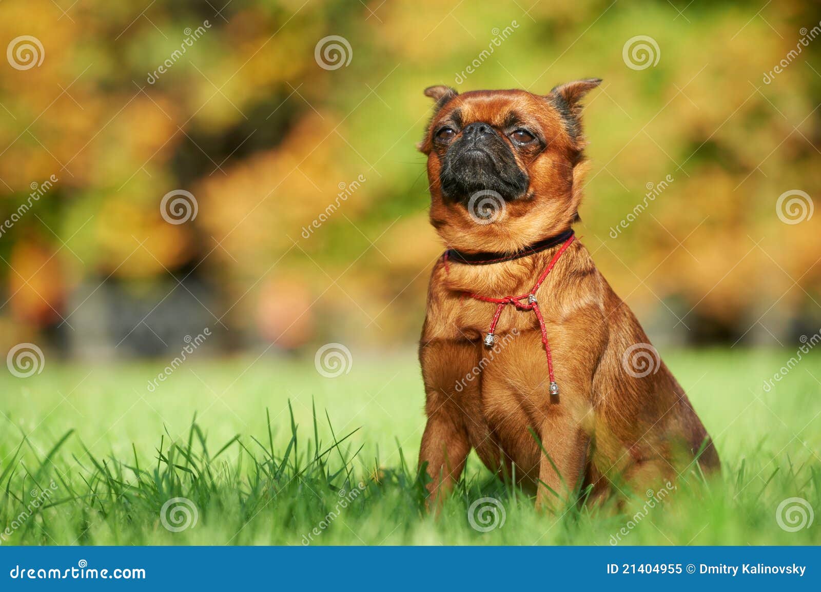 Griffon Brussels Petit Brabancon Dog Stock Image - Image of bruxellois ...