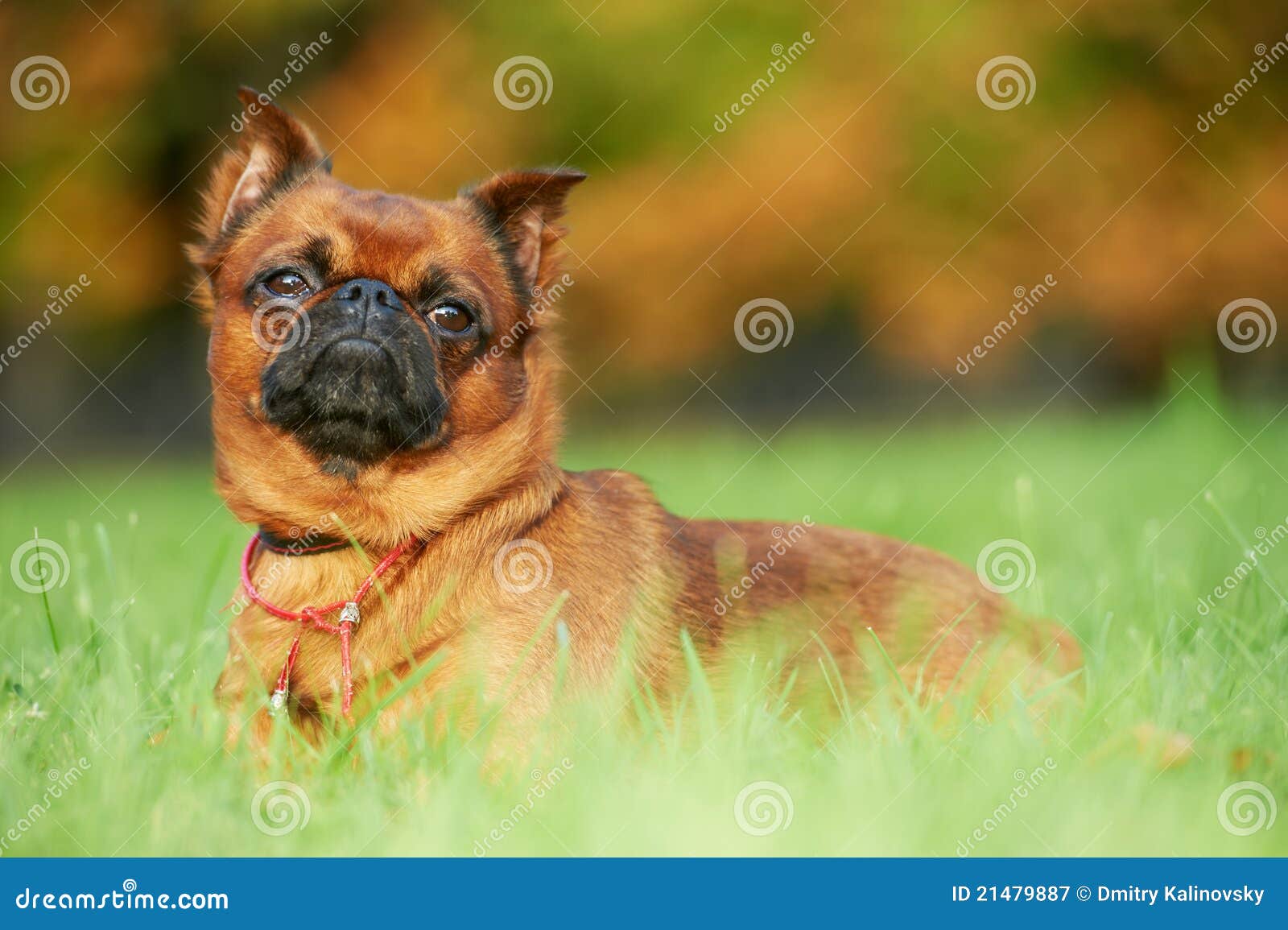 Griffon Brussels Petit Brabancon Dog Stock Photography | CartoonDealer ...