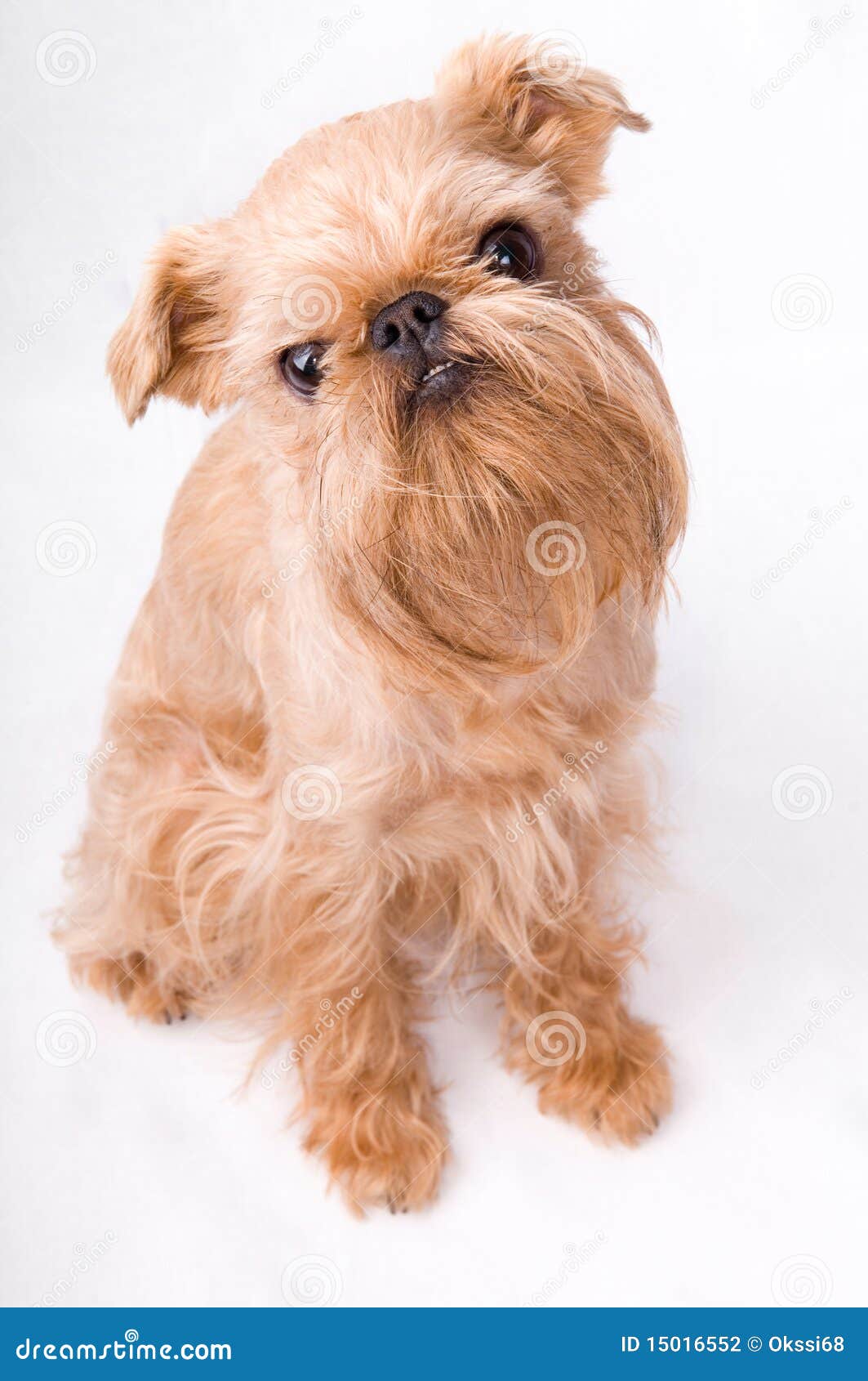Griffon Bruxellois stock photo. Image of beard, young - 15016552