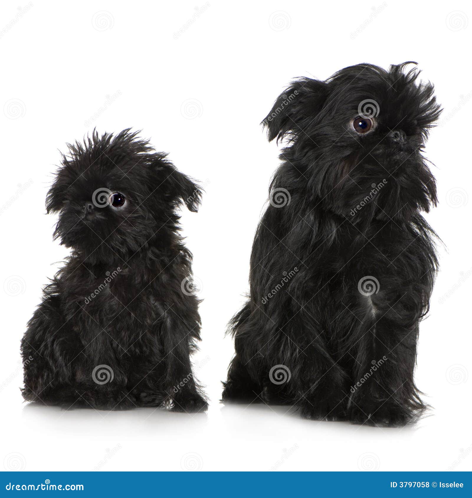 Cyclops Dog Stock Photos - Free & Royalty-Free Stock Photos from Dreamstime