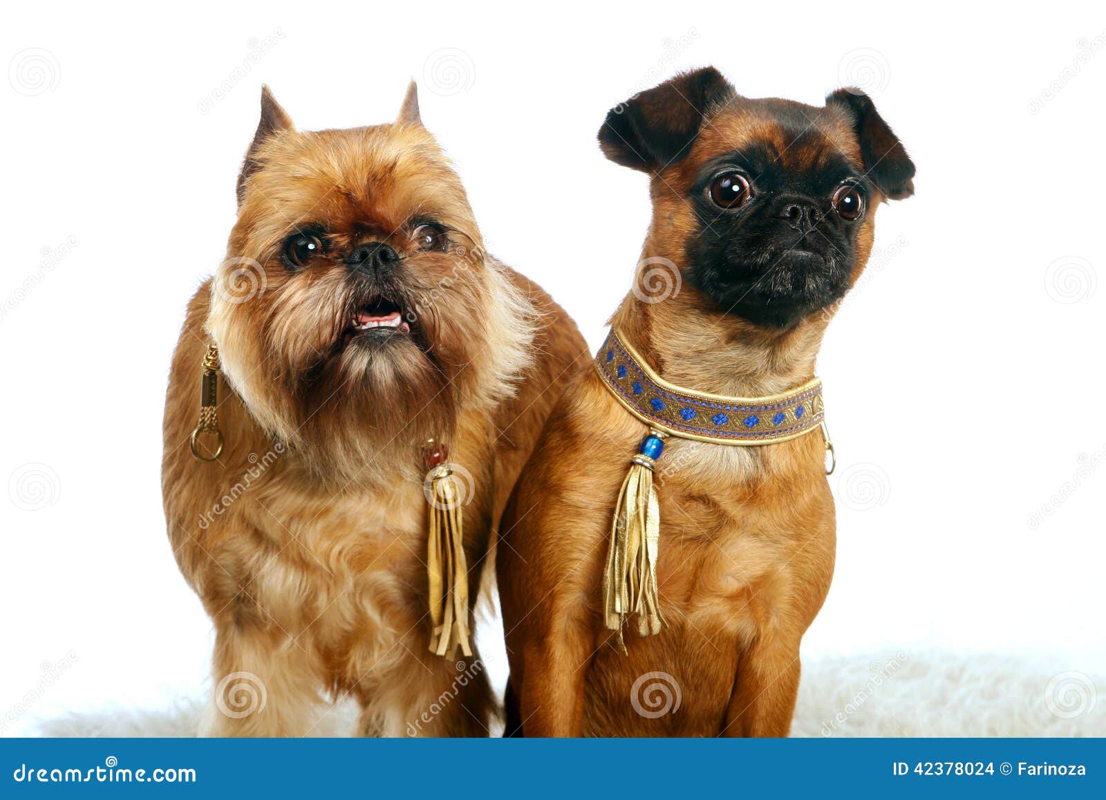Griffon Bruxellois Et Petit Brabancon Photo stock - Image du purebred ...