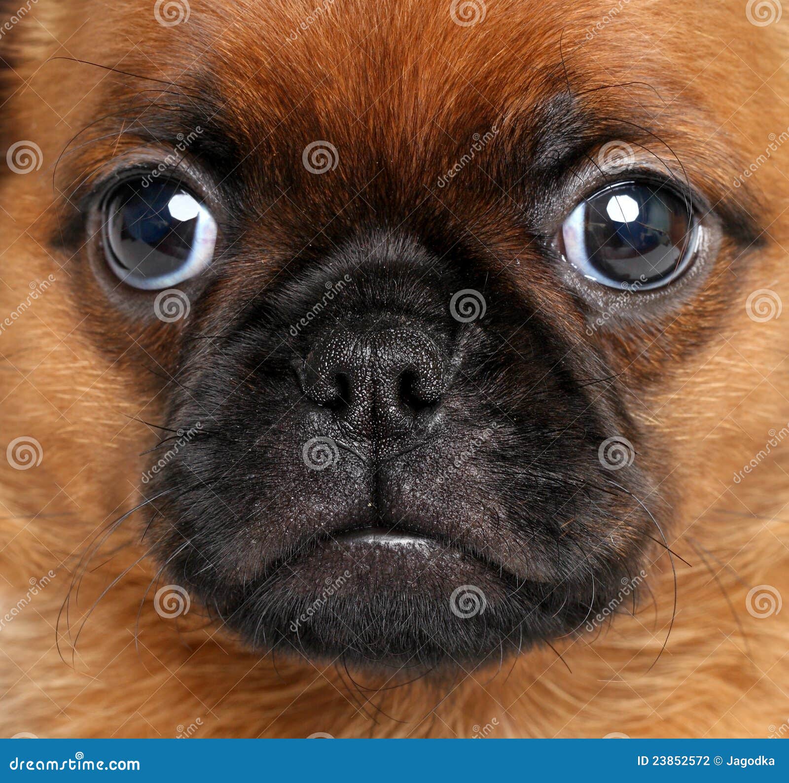 Griffon. Close-up portrait stock photo. Image of close - 23852572