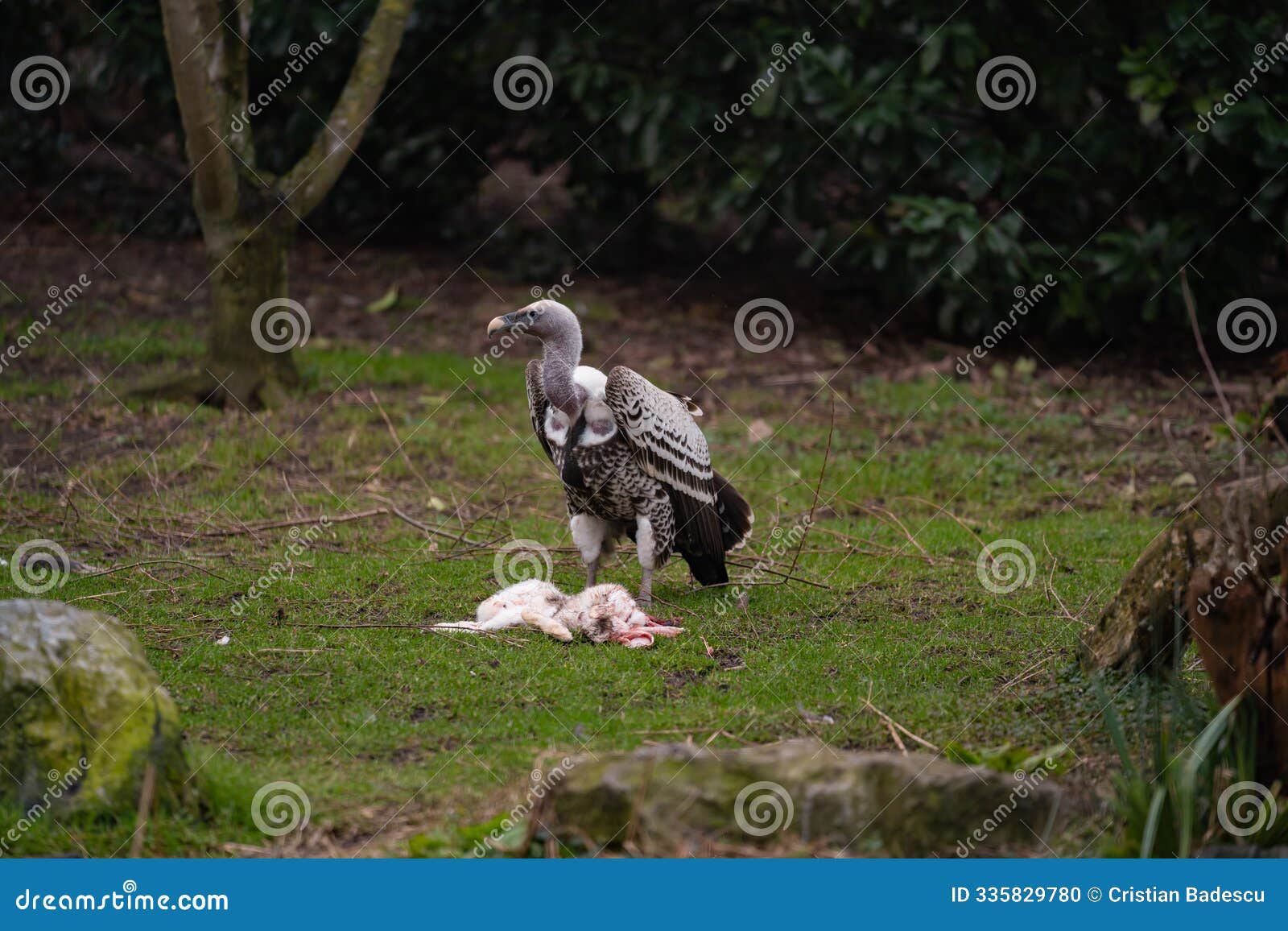 Griffon Eagle or Griffin, Large Carnivorous Predatory Bird Stock Photo ...