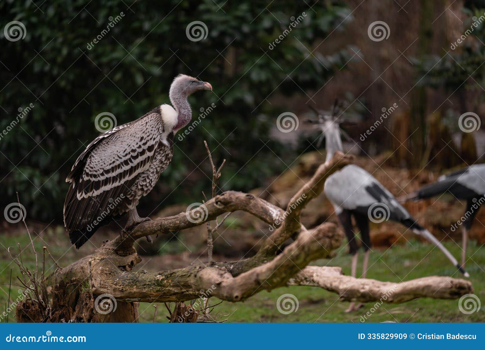 Griffon Eagle or Griffin, Large Carnivorous Predatory Bird Stock Image ...