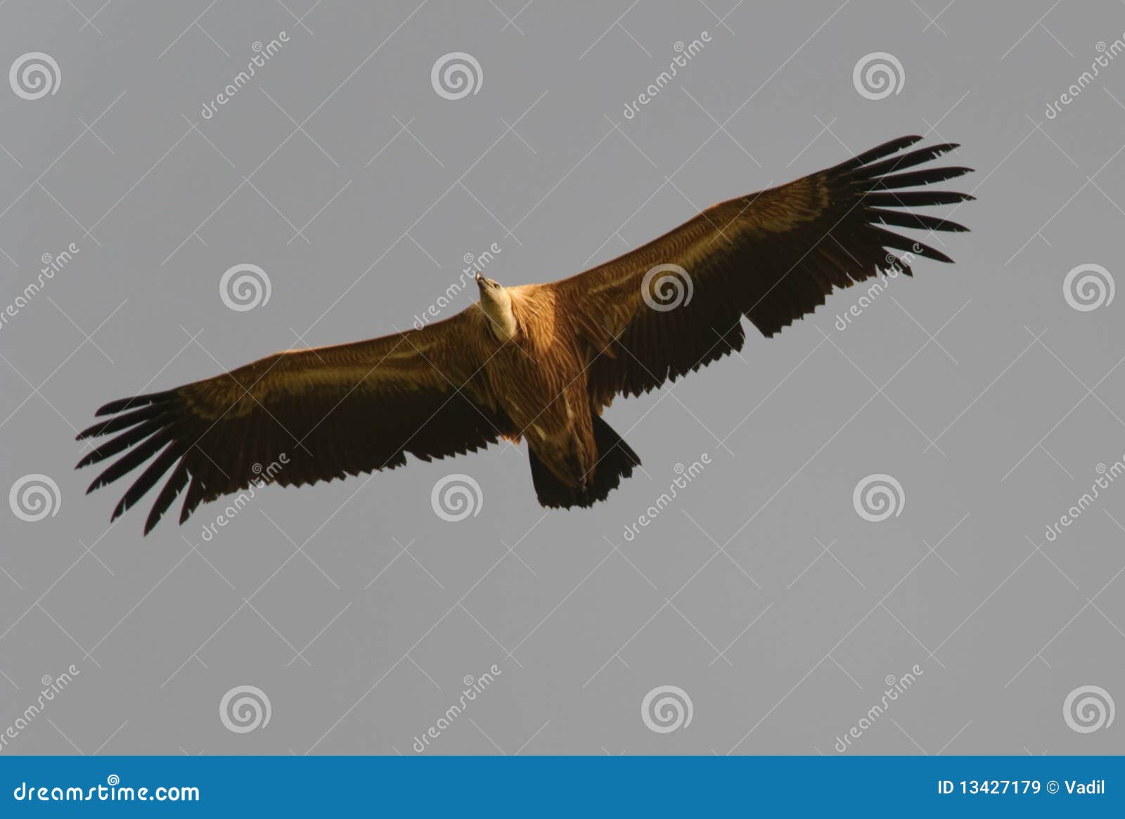 Griffon gliding in a sky stock image. Image of hawk, brown - 13427179
