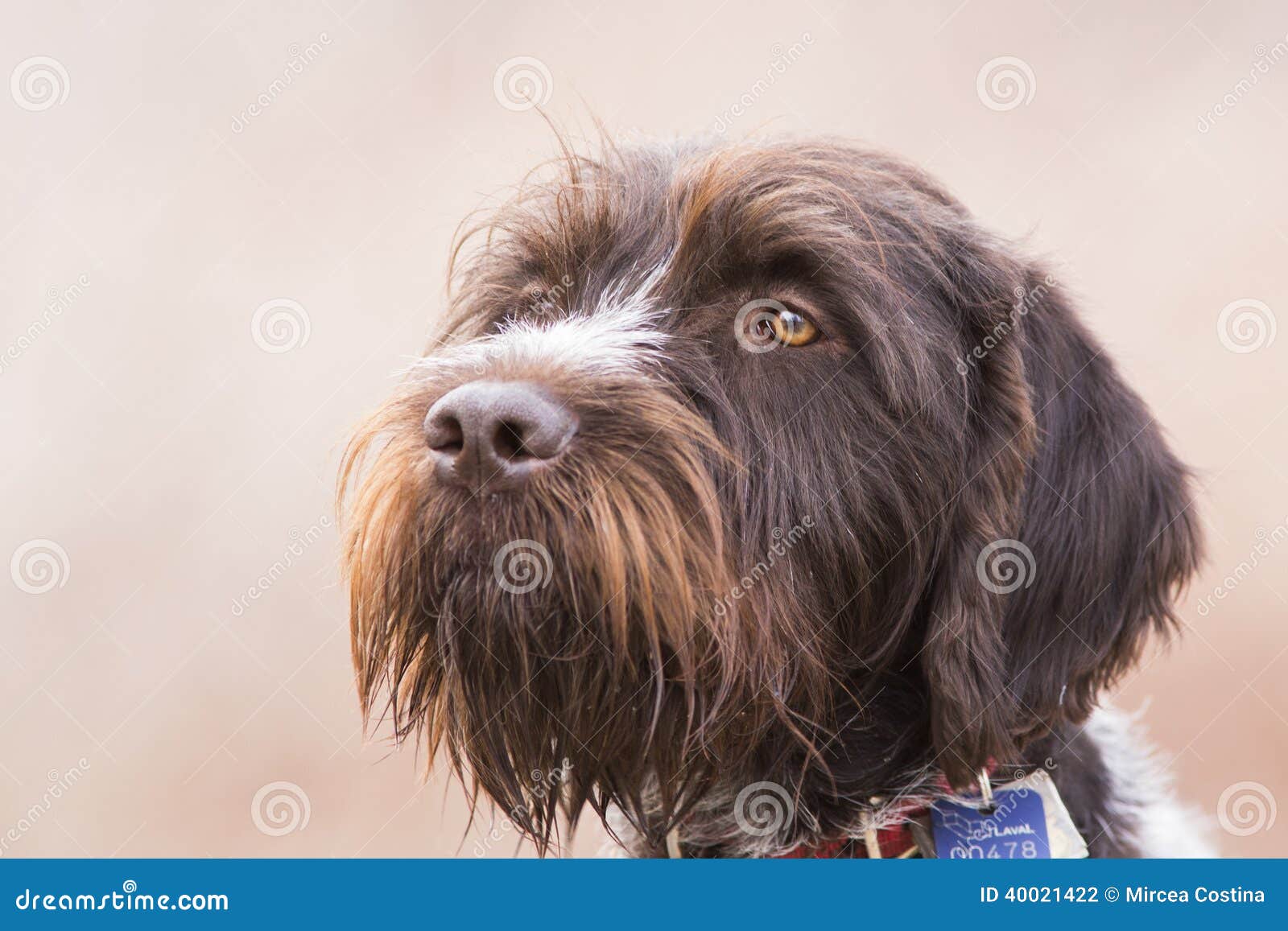 Griffon korthals stock photo. Image of carnivore, deutscher - 40021422