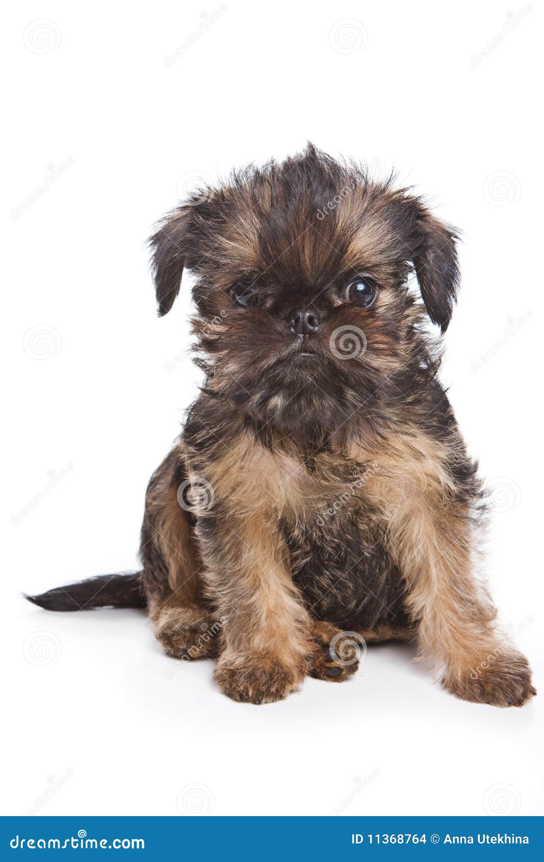 Griffon puppy stock photo. Image of domestic, sitting - 11368764