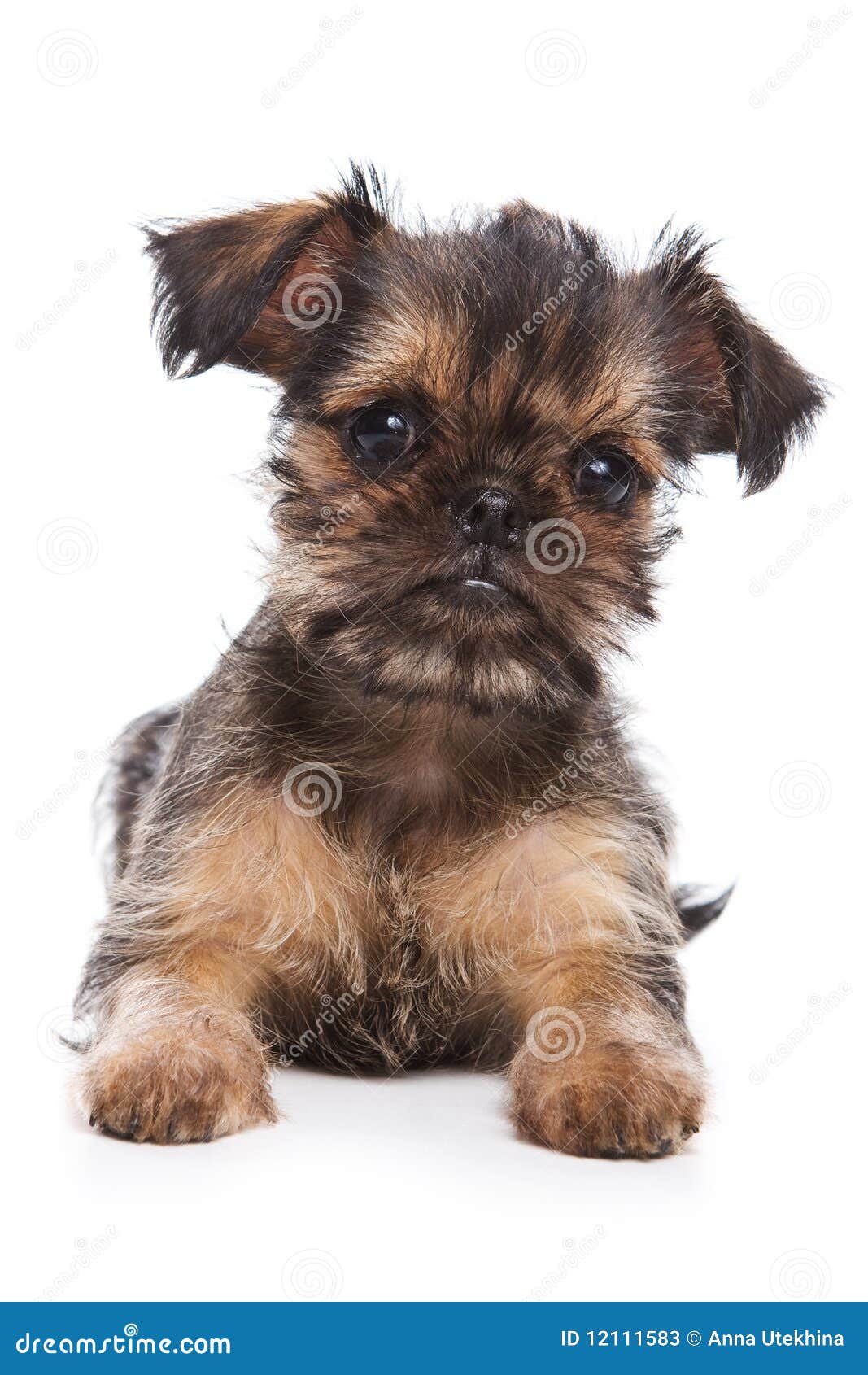 Griffon puppy stock image. Image of friend, adorable - 12111583