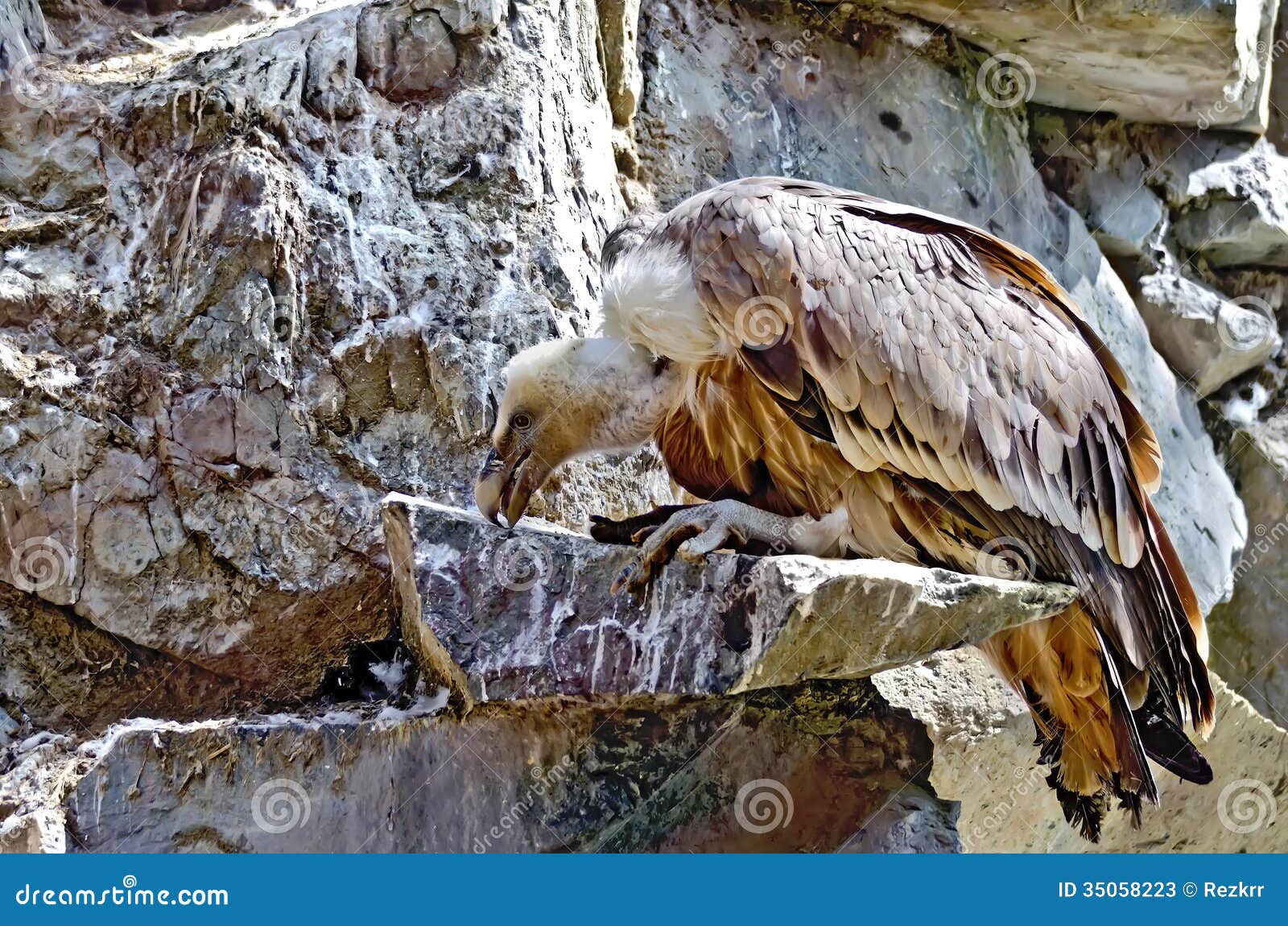 Griffon stock image. Image of nature, feather, scavenger - 35058223