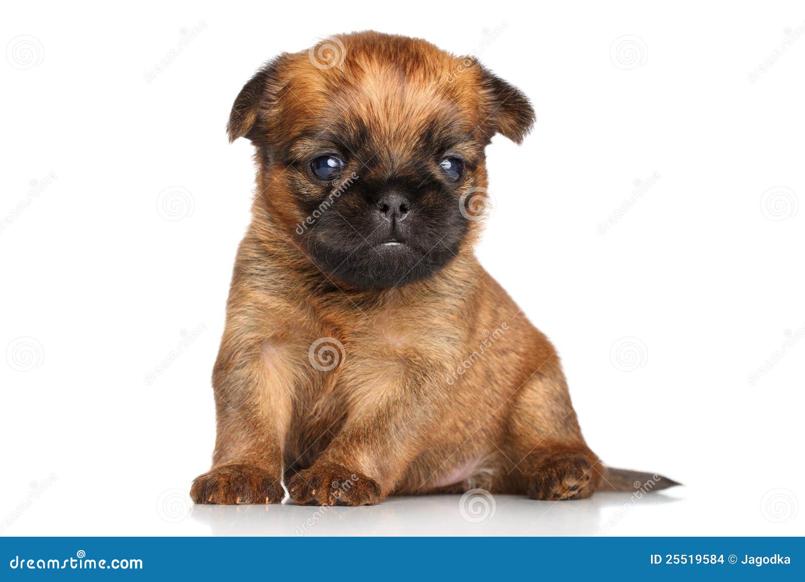 White Griffon Puppies