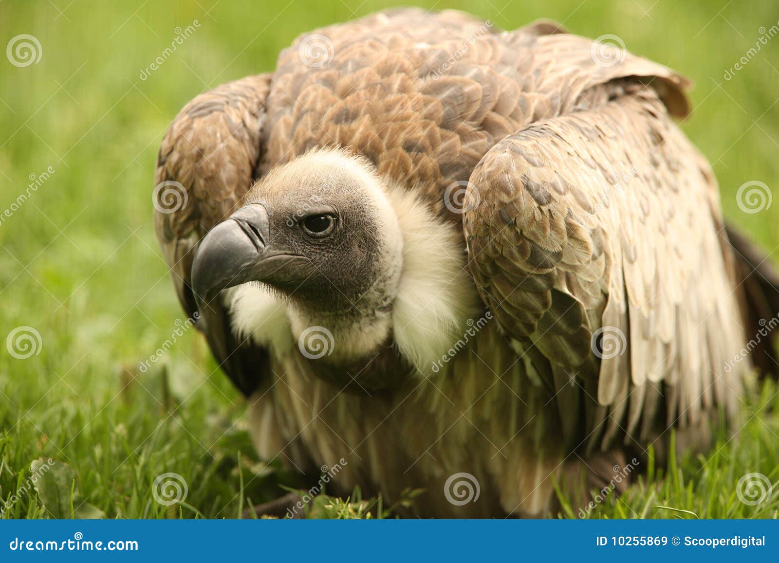 Griffon Vulture stock image. Image of gyps, dead, savanna - 10255869