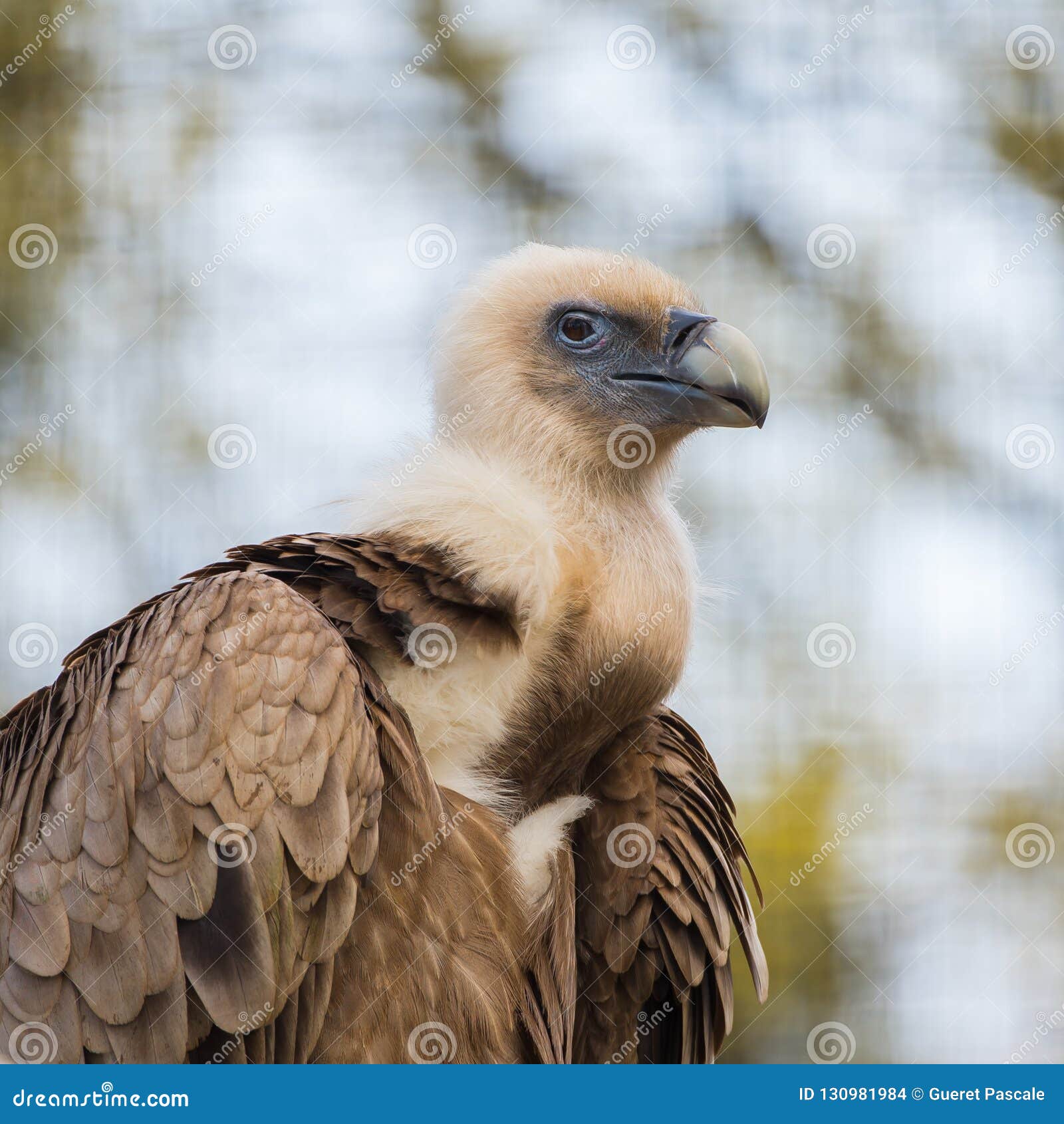 Griffon Vulture foto de stock. Imagem de orgulhoso, tesoura - 130981984
