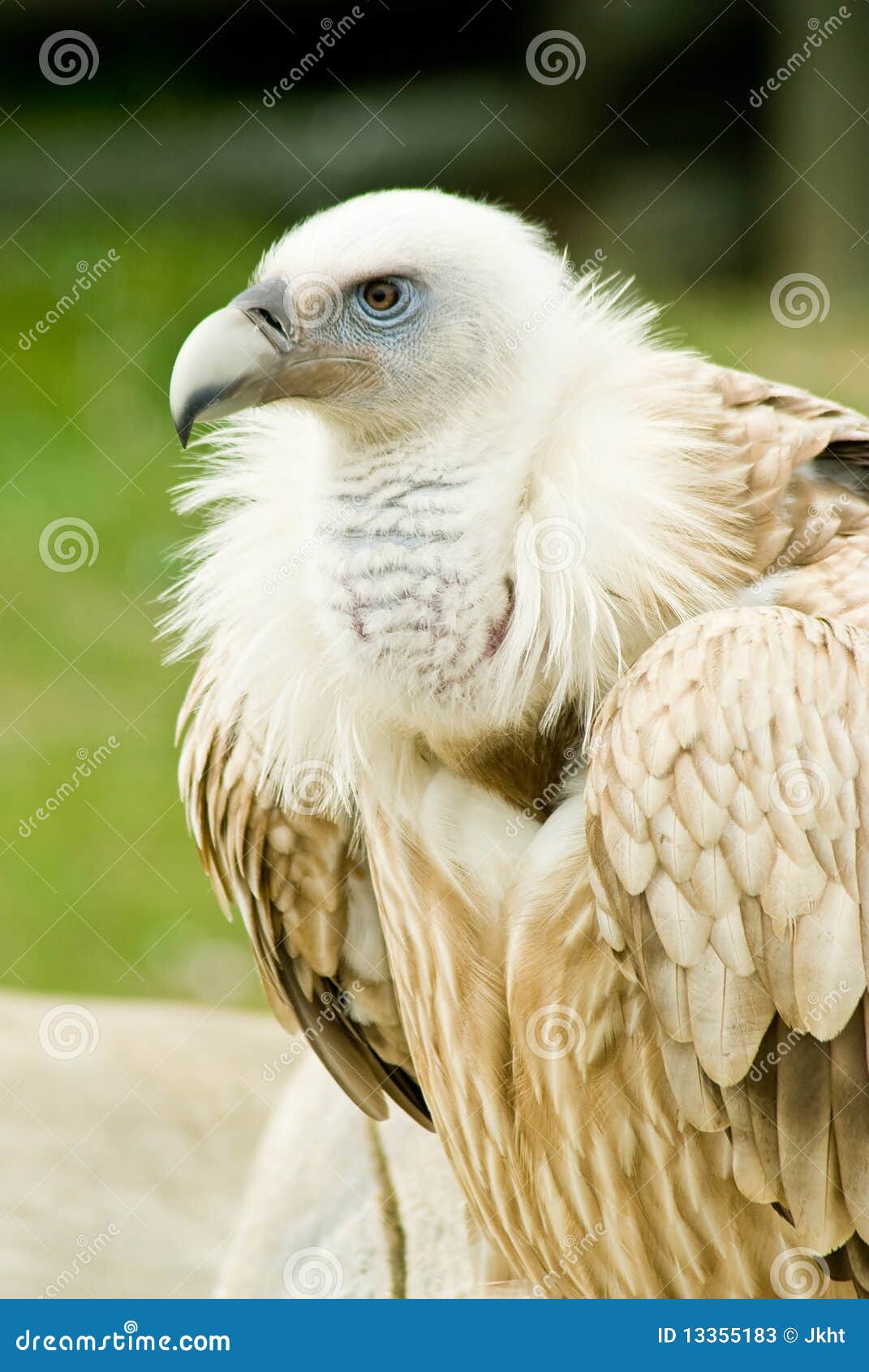 Griffon vulture stock image. Image of green, vulture - 13355183