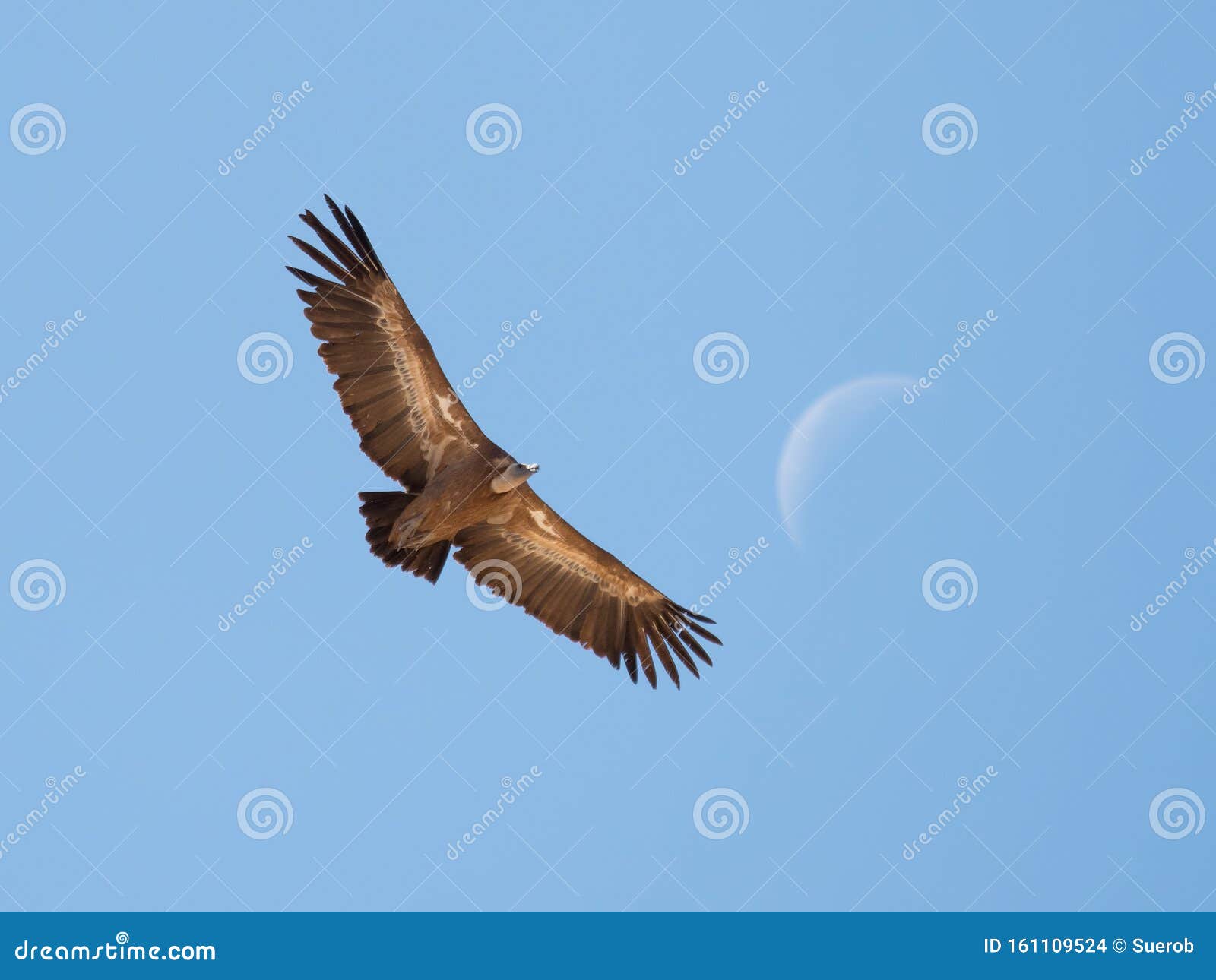 Griffon Vulture on Migration with Moon in Background Stock Photo ...