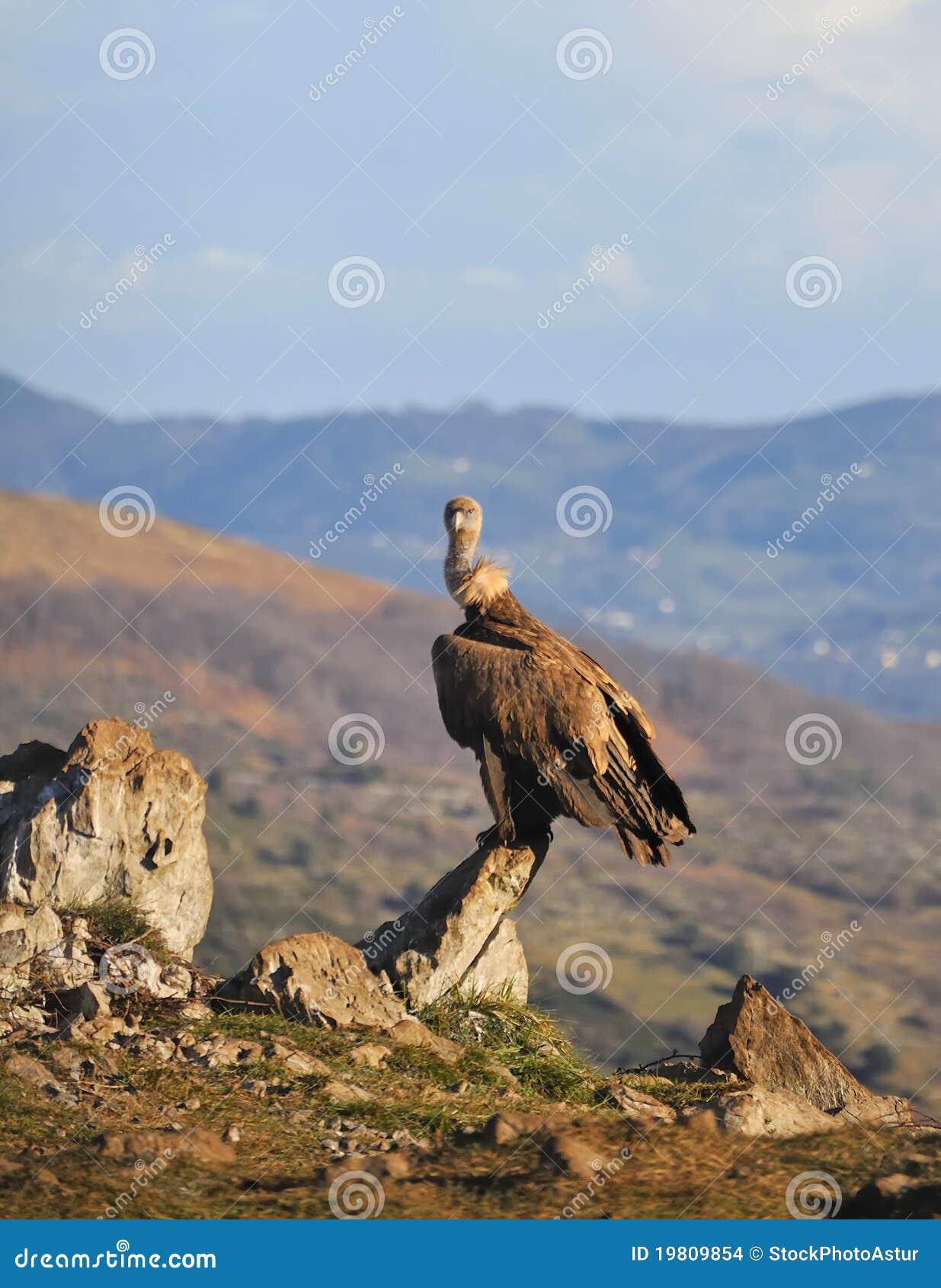 Griffon Vulture. stock photo. Image of scavenger, bird - 19809854