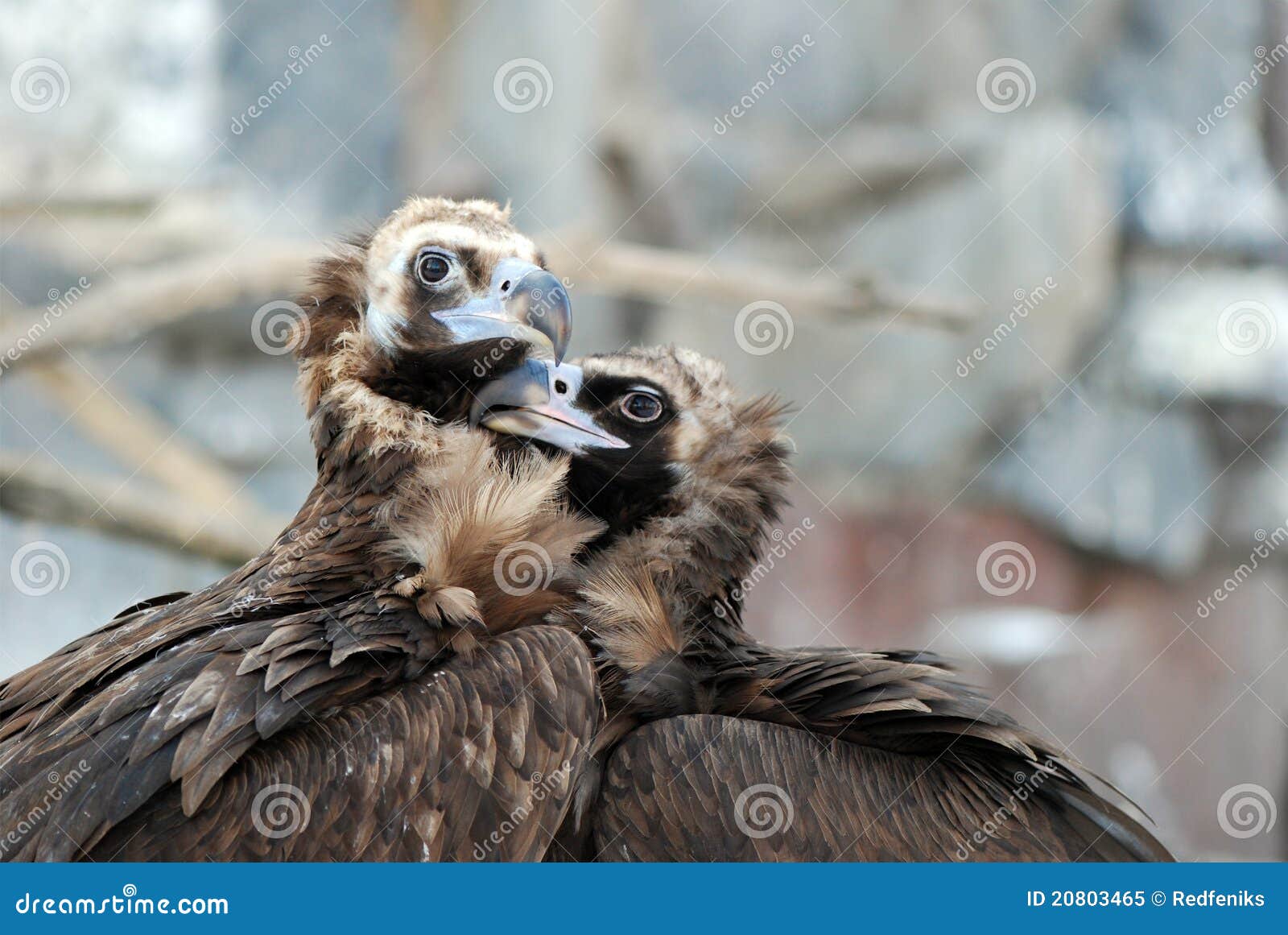Griffon Vulture stock image. Image of gyps, creature - 20803465