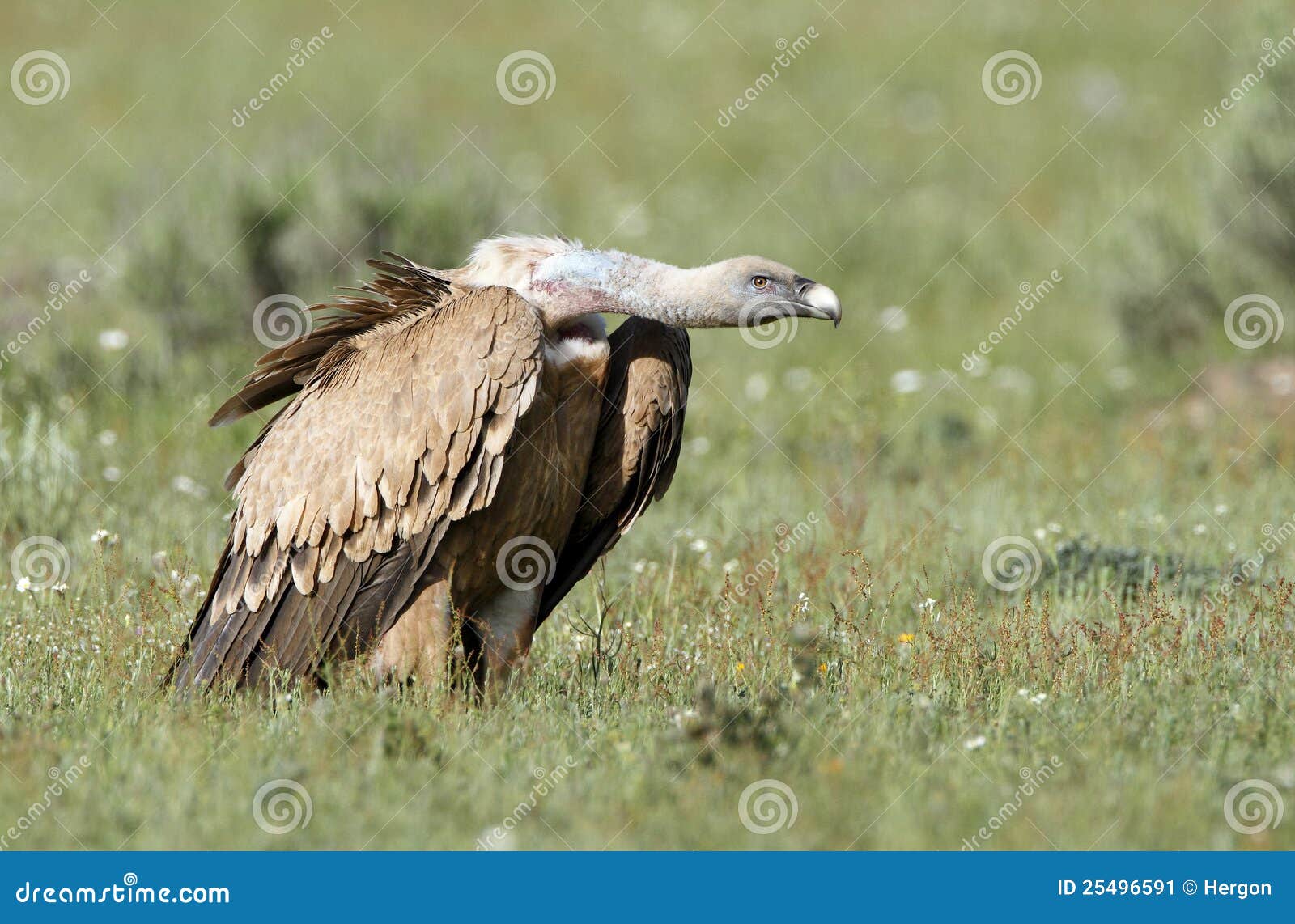 Griffon vulture stock image. Image of wings, prey, birds - 25496591