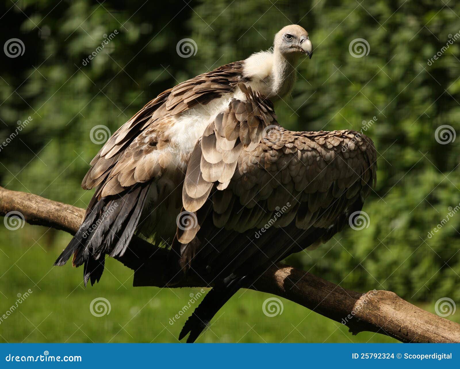 Griffon Vulture stock photo. Image of fulvus, raptor - 25792324