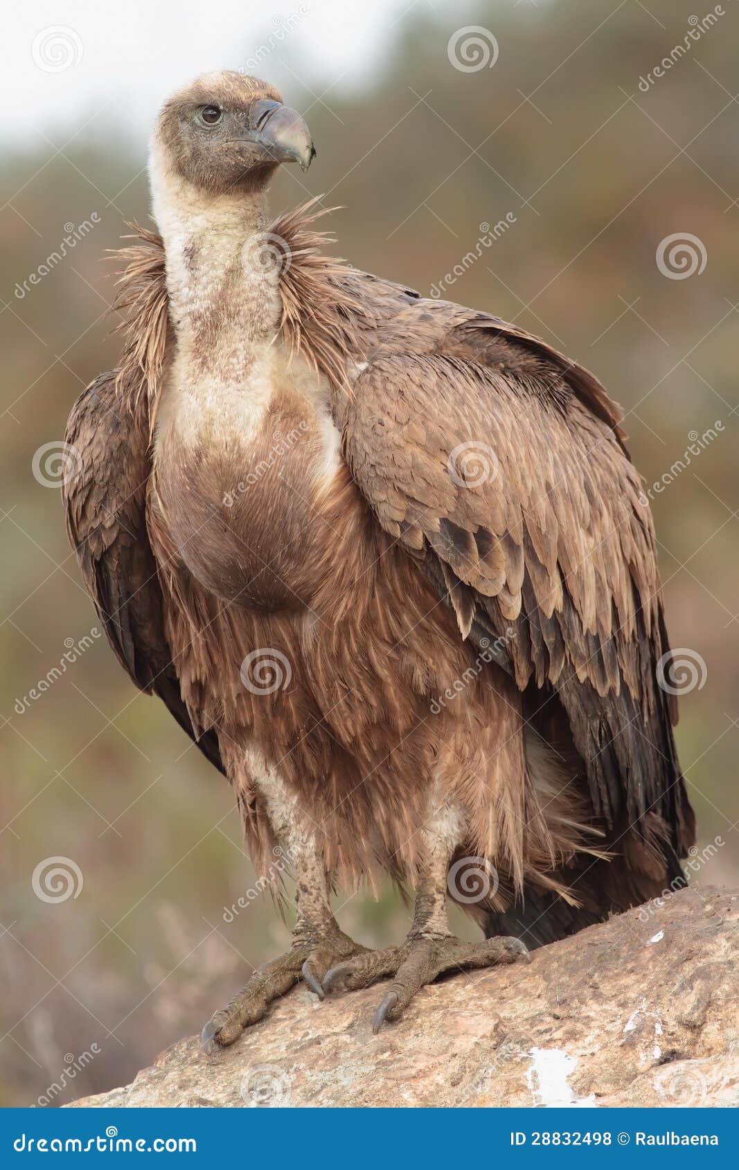 Griffon vulture stock photo. Image of freedom, griffon - 28832498