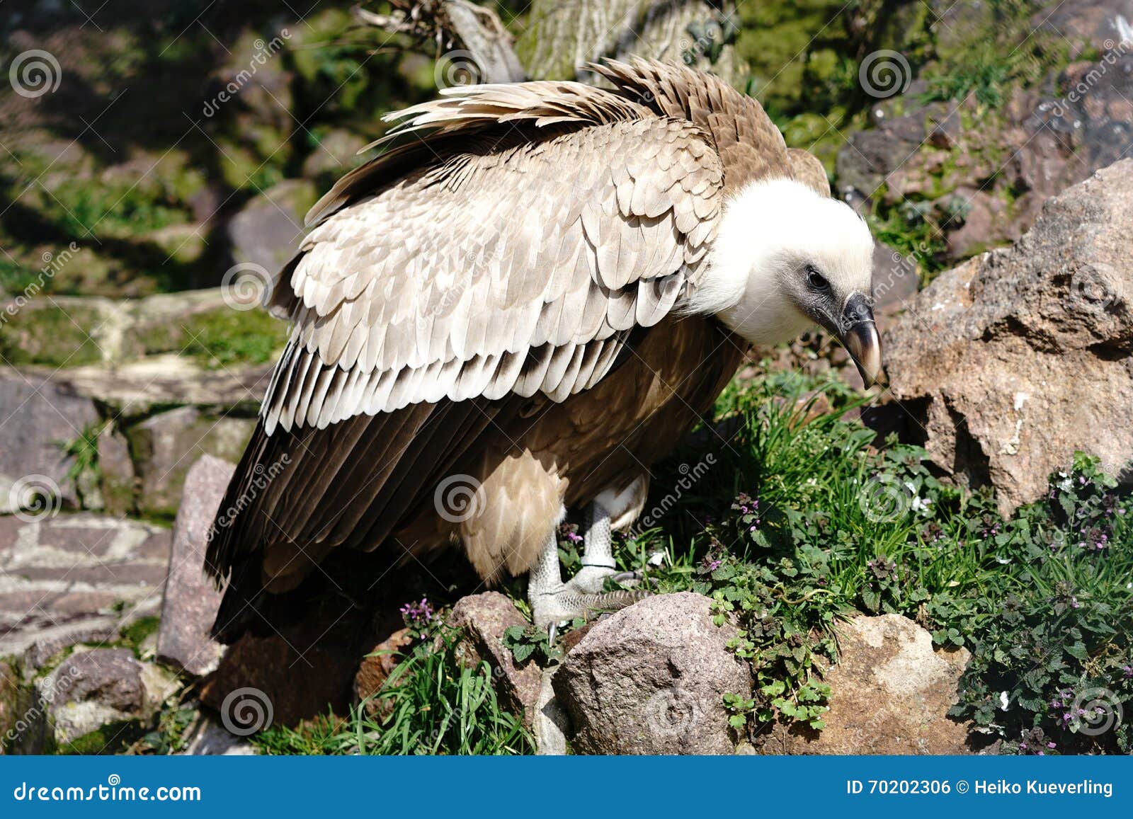 Griffon Vulture stockfoto. Bild von warnung, foto, tier - 70202306