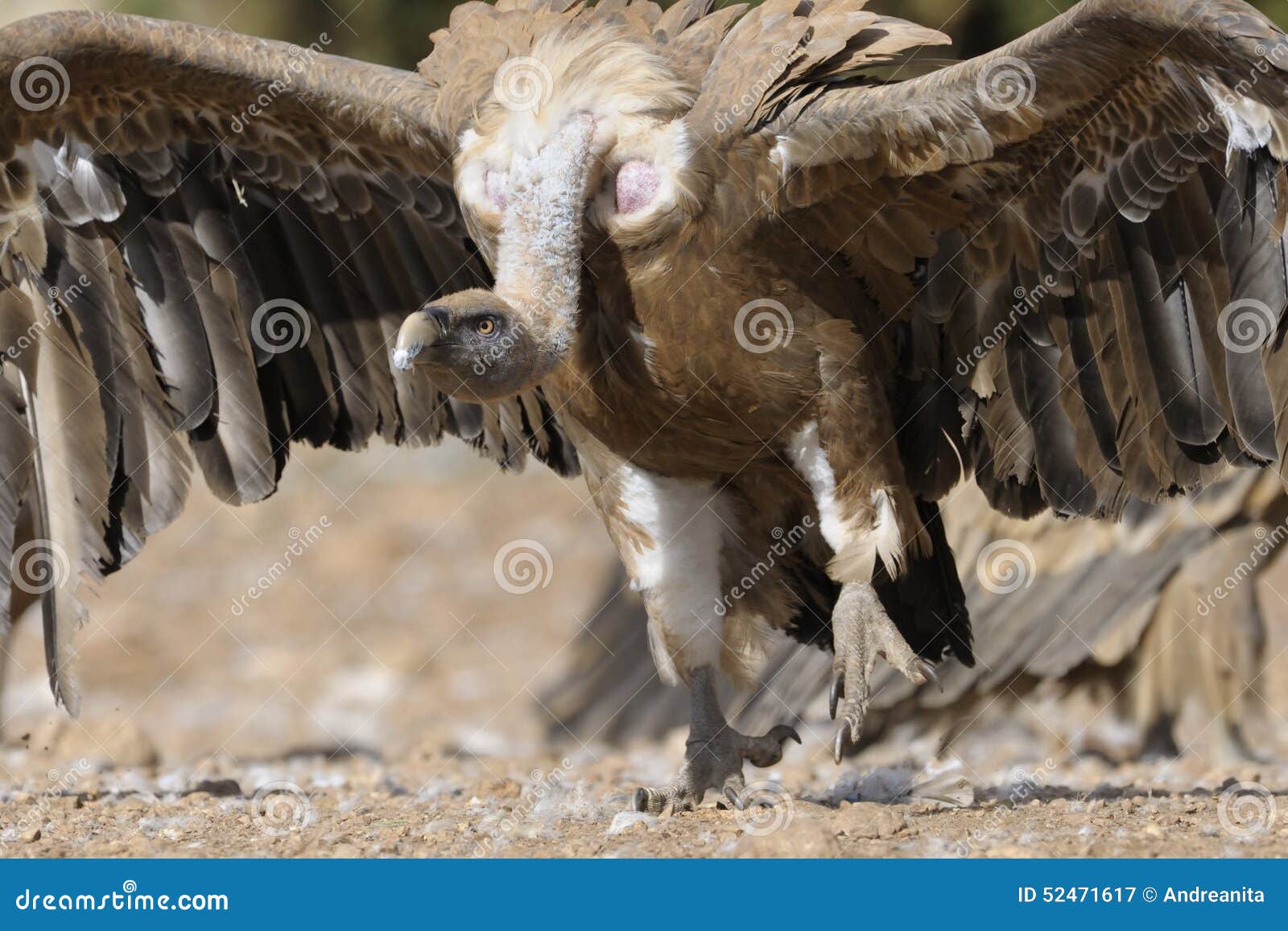 Griffon vulture stock image. Image of fulvus, color, colorful - 52471617